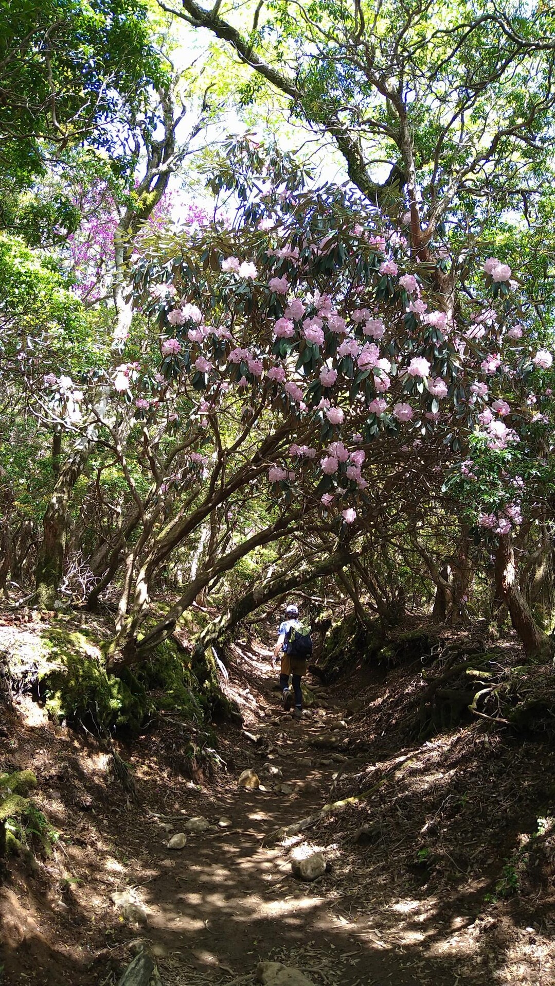 2023/5/17 天城山 / ERIさんの天城山・鉢ノ山・三筋山の活動データ | YAMAP / ヤマップ