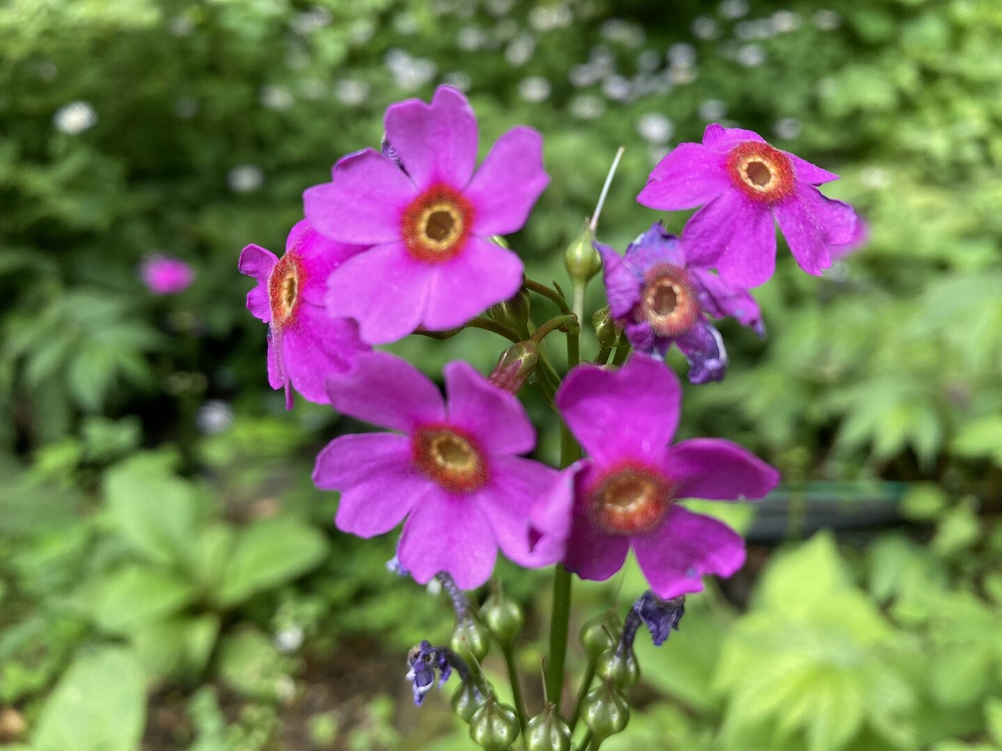 花の家のクリンソウ-2022-06-02 / emikoroさんのウォーキングの活動データ | YAMAP / ヤマップ