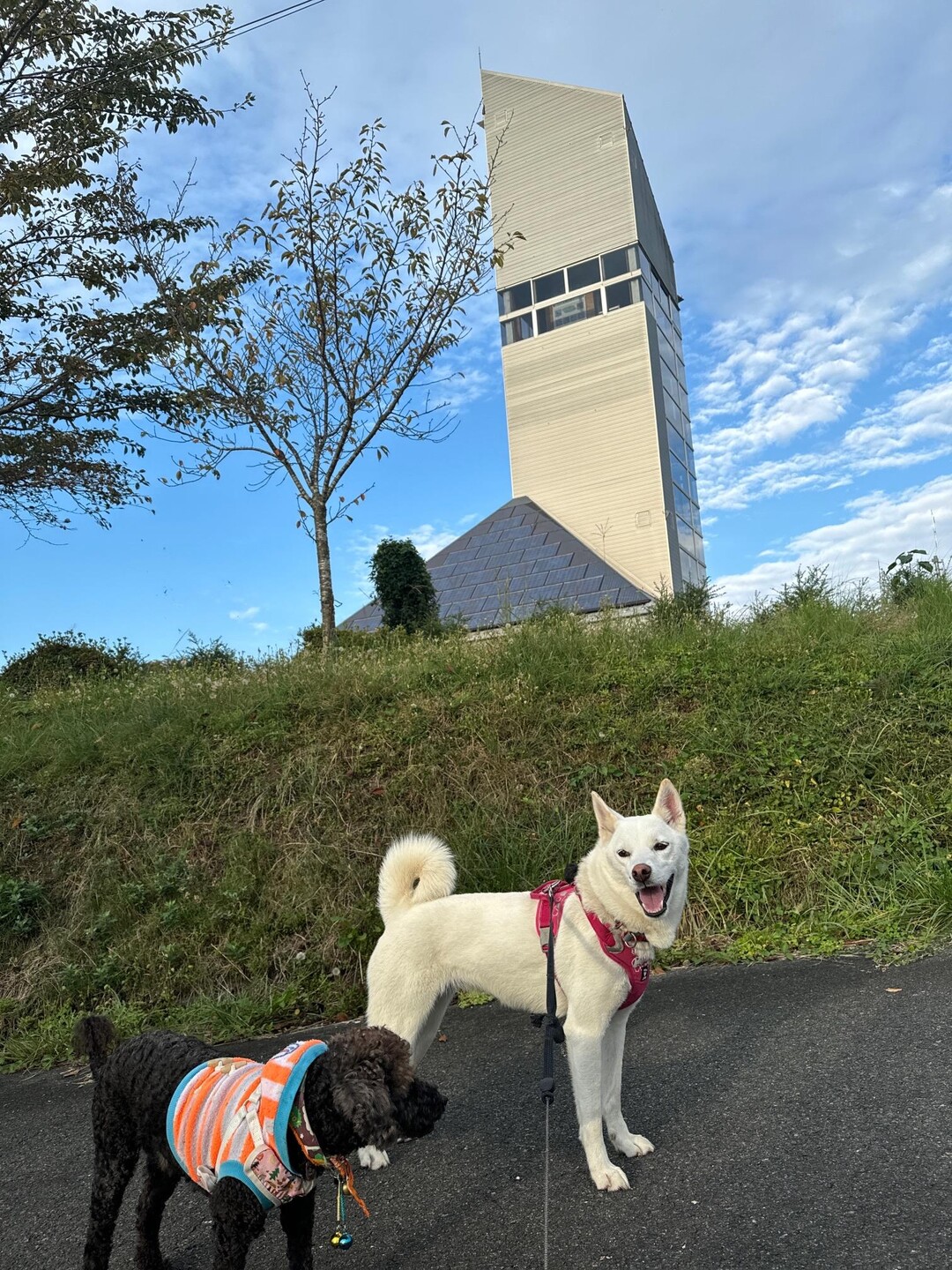 ☀️今日のお散歩🐶🐩😀米見山⛰️ウォーキング-2024-10-02 / GHハコさんのウォーキングの活動データ | YAMAP / ヤマップ