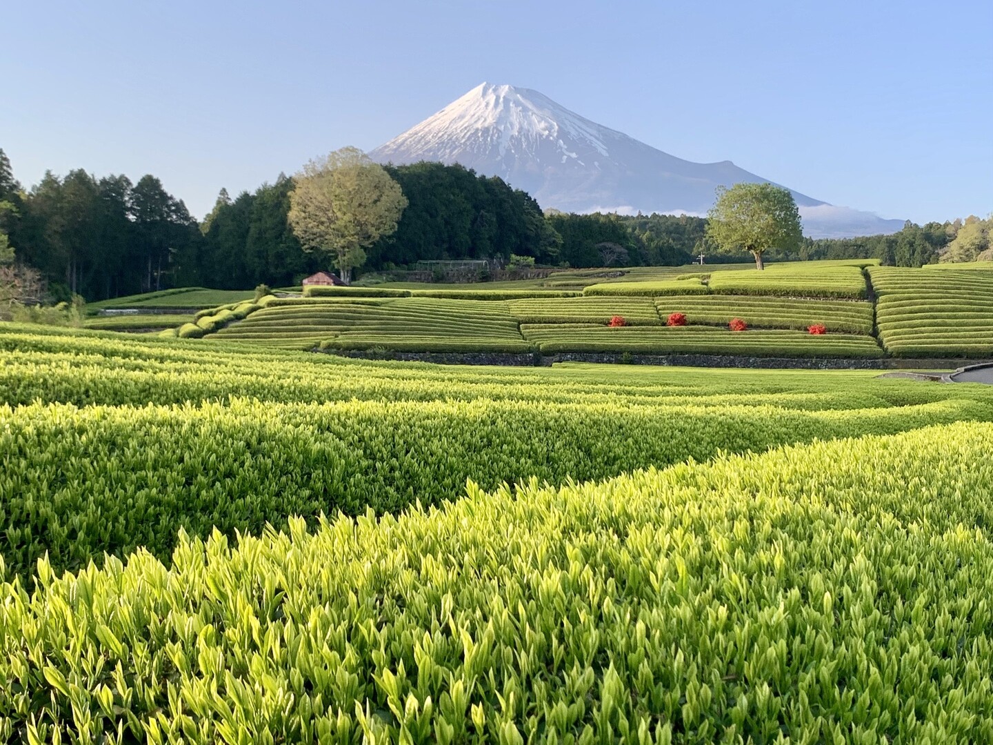 おつかれ ふじさん🗻🍵 2022... / ｡*ﾟ☆Tomo｡*ﾟ☆ さんのモーメント | YAMAP / ヤマップ