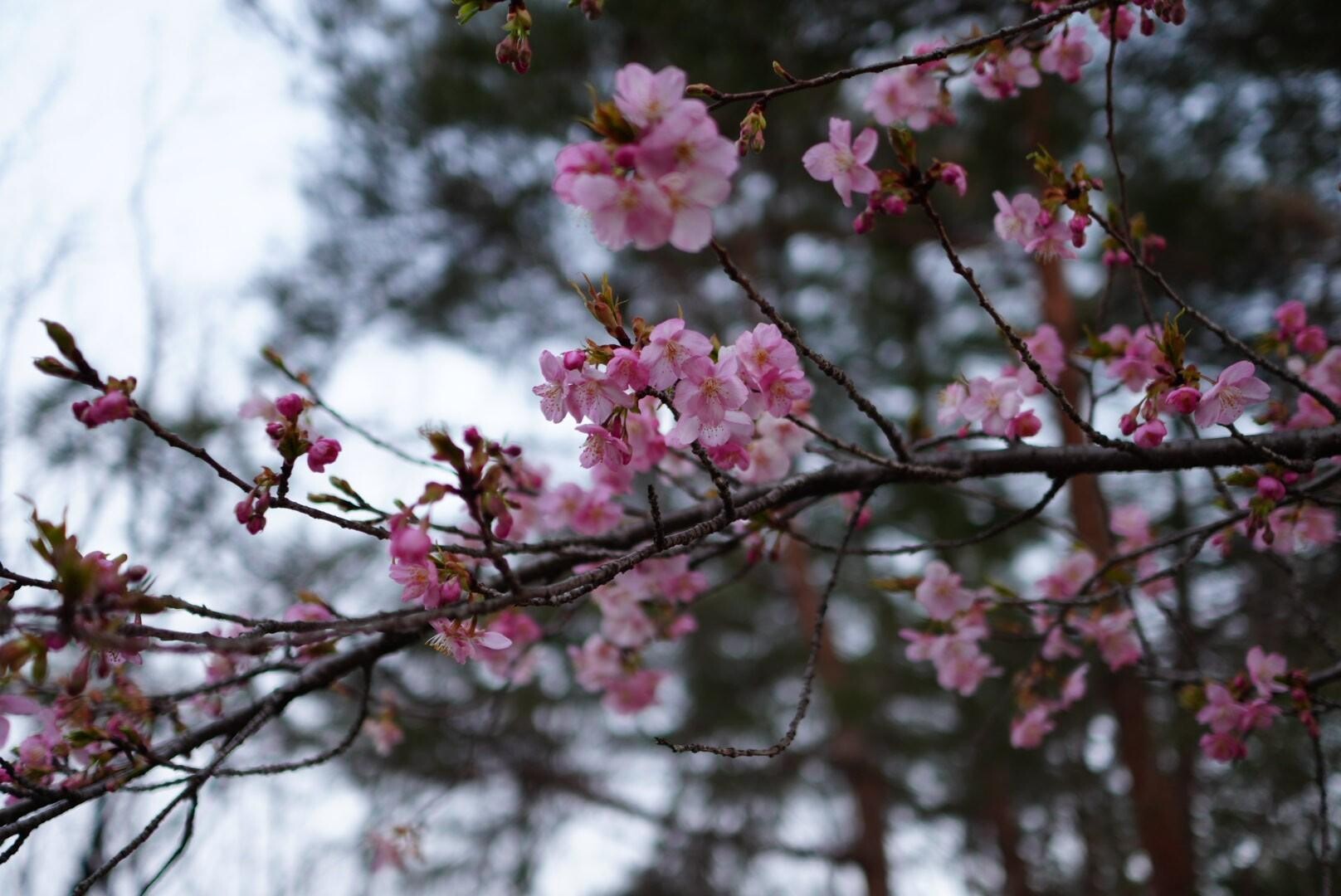 風花舞う登山道 アヅマ57 / ta2さんの鳴神山・吾妻山の活動データ | YAMAP / ヤマップ