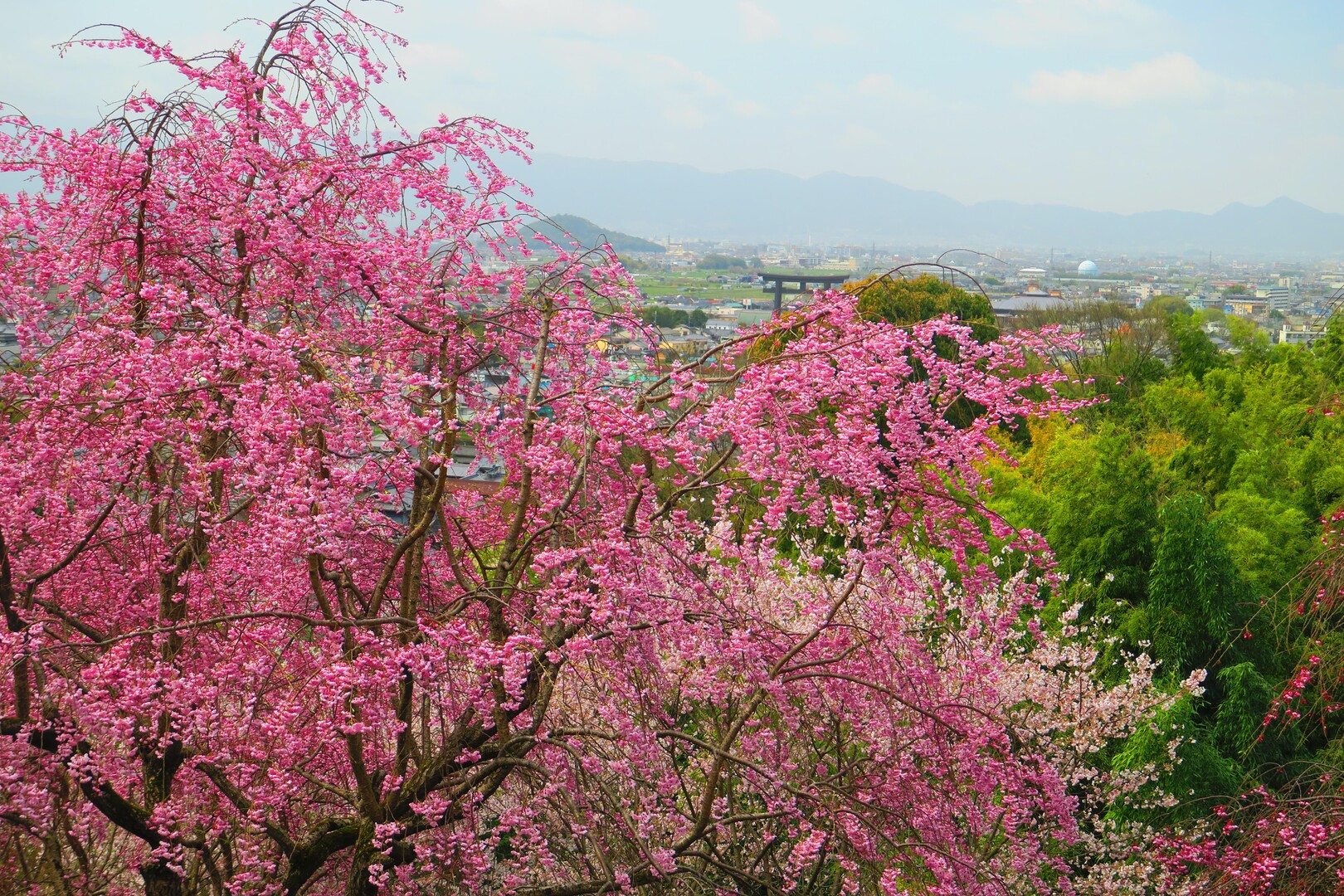大美和の杜ウォーキング-2023-03-27 / n-fukuokaさんの三輪山・巻向山・龍王山の活動データ | YAMAP / ヤマップ