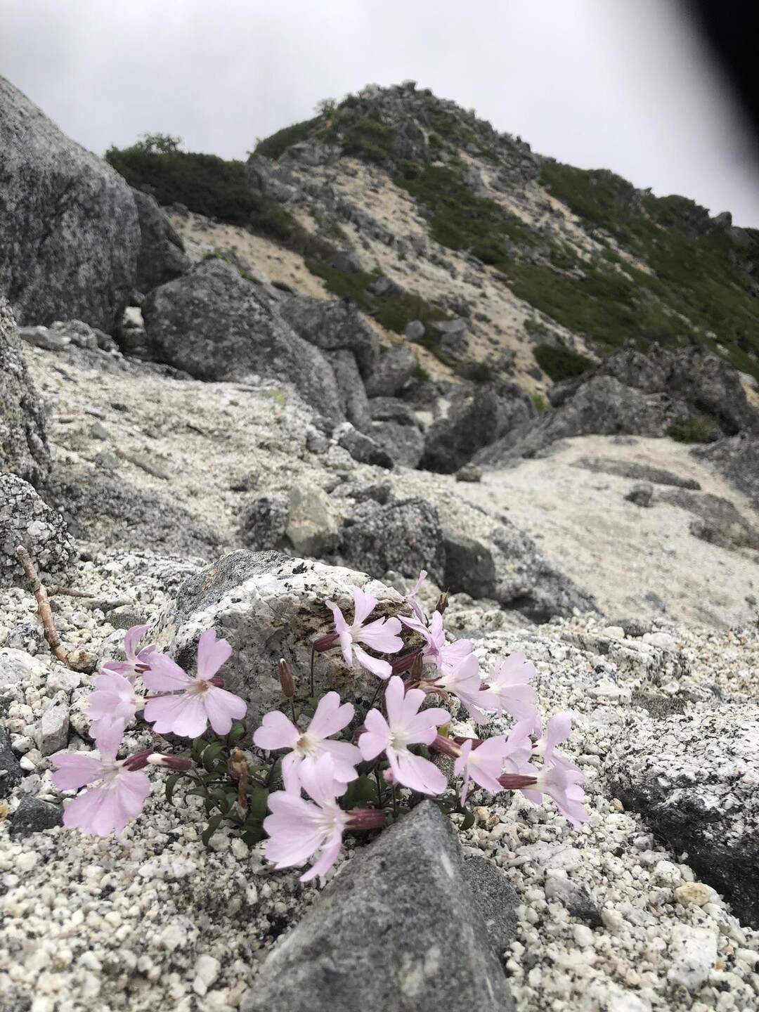 高嶺ビランジは鳳凰山で微笑む / TMYさんの鳳凰山・地蔵岳・観音岳・薬師岳の活動データ | YAMAP / ヤマップ