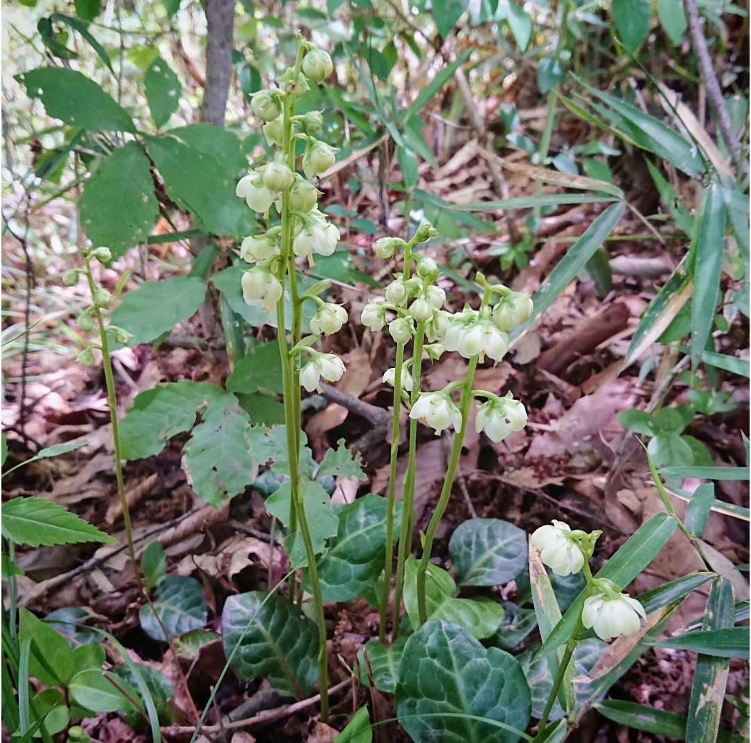 今日の散歩は、お山公園へ。 咲き始めて... / ashさんのモーメント | YAMAP / ヤマップ