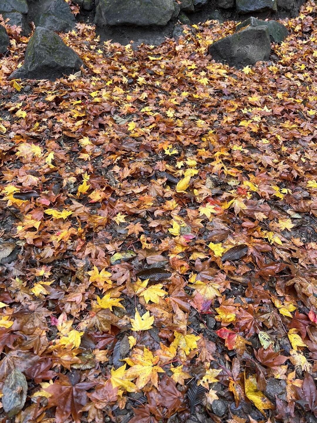 浅間山(水沢山)【R5.79】 / なり460さんの榛名山・天狗山・天目山の活動データ | YAMAP / ヤマップ