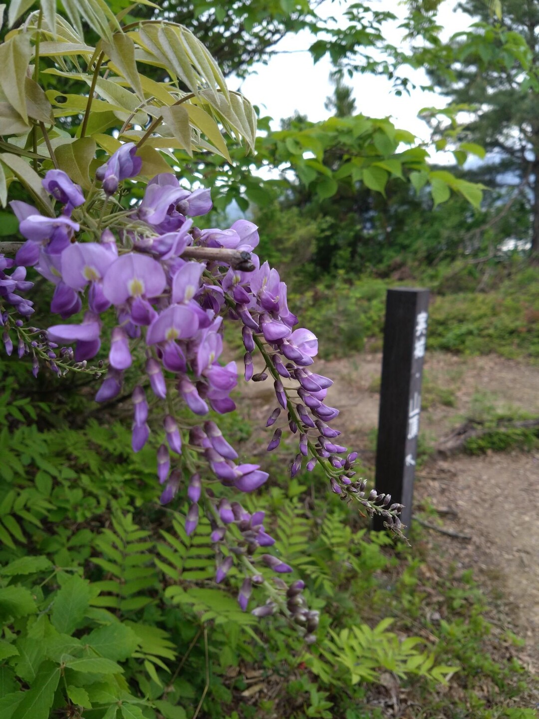 坂戸山でGW締め括り🤗 / mihoさんの坂戸山の活動データ | YAMAP / ヤマップ
