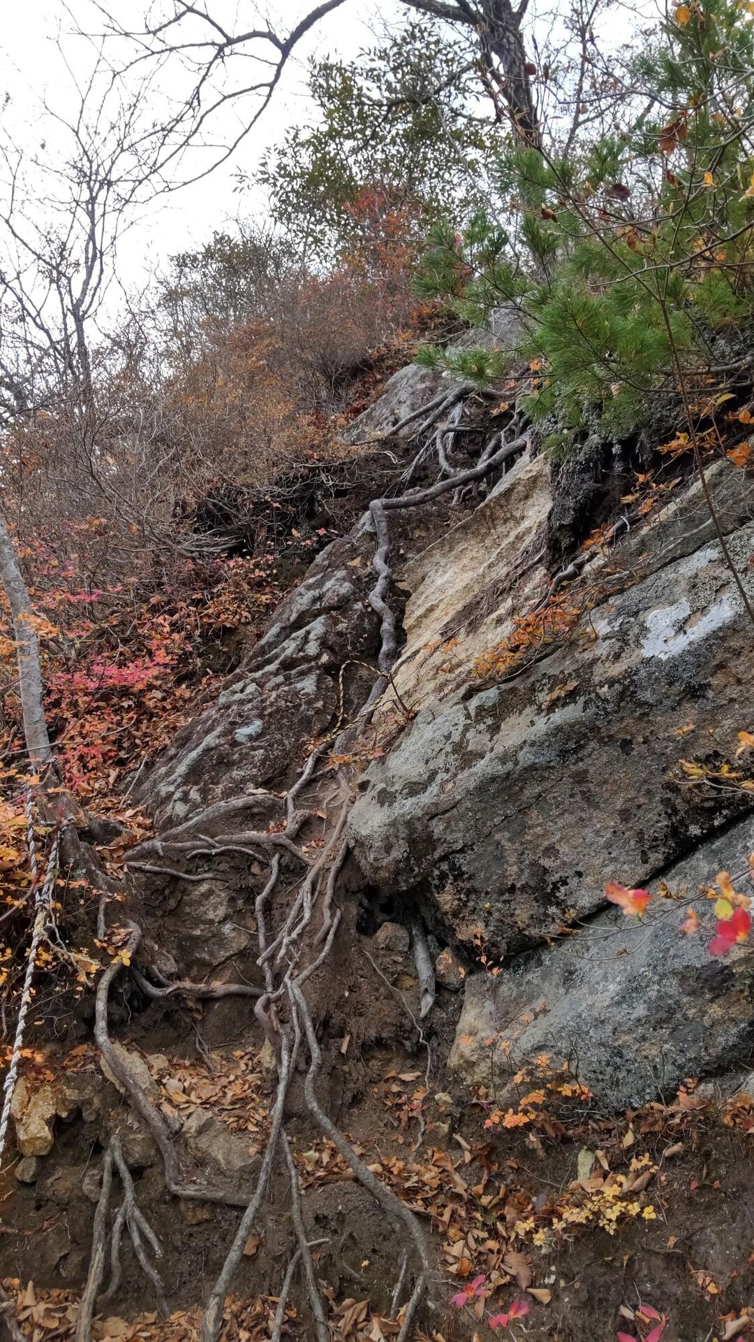 オボコンベ山 ヒルない時に / zaomonsさんのオボコンベ山・桐ノ目山の活動日記 | YAMAP / ヤマップ