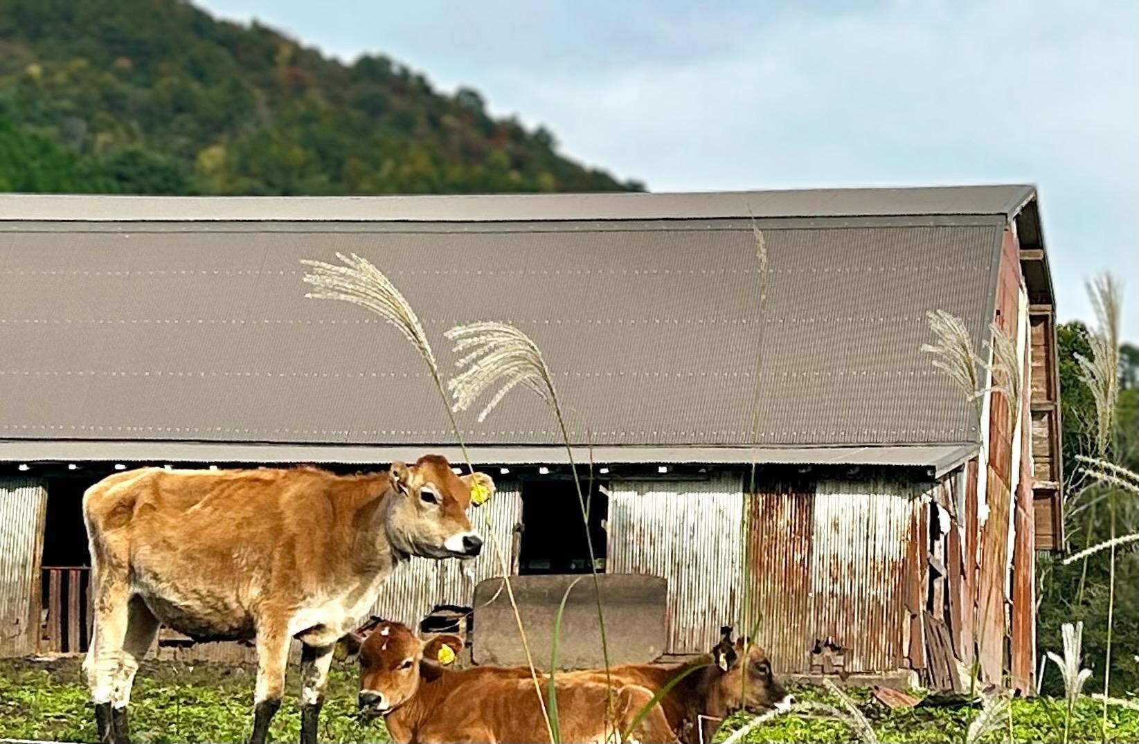 蒜山3座縦走 / yuuさんの蒜山の活動データ | YAMAP / ヤマップ