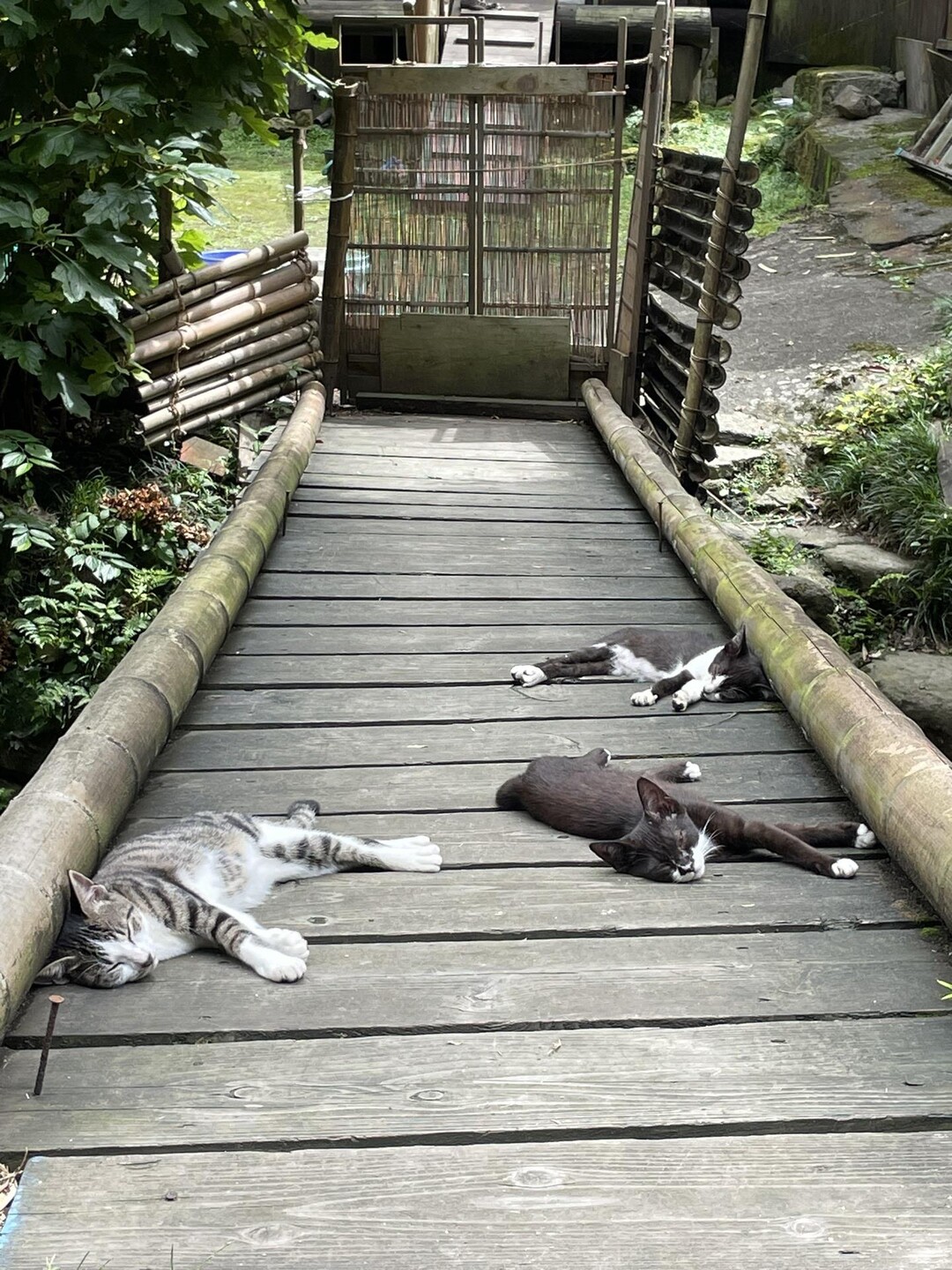 石見銀山-2023-09-09 / nekoさんのウォーキングの活動データ | YAMAP / ヤマップ