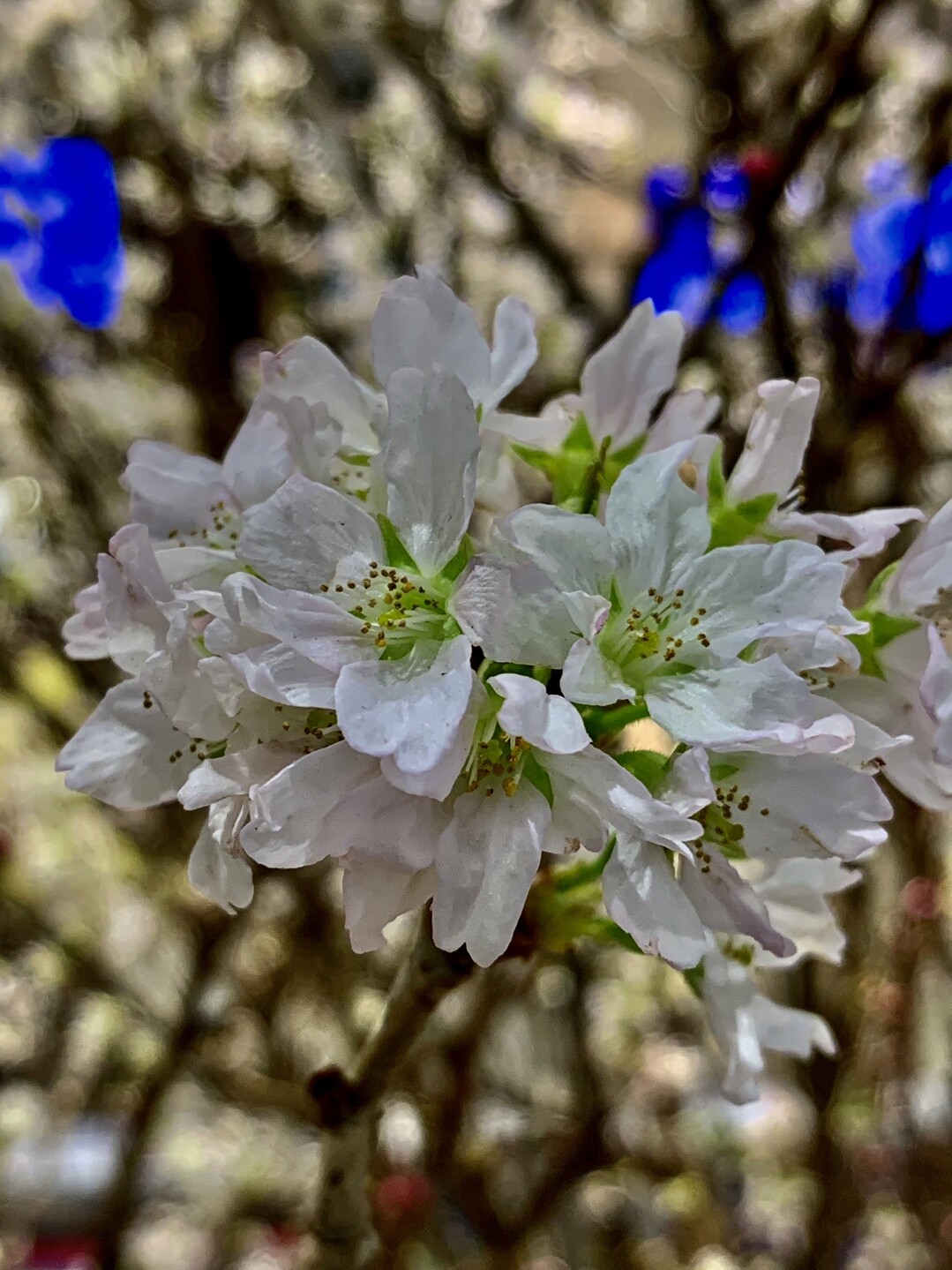 花が咲く春が来た🌸🌸🌸🤗 / KOBONさんのモーメント | YAMAP / ヤマップ