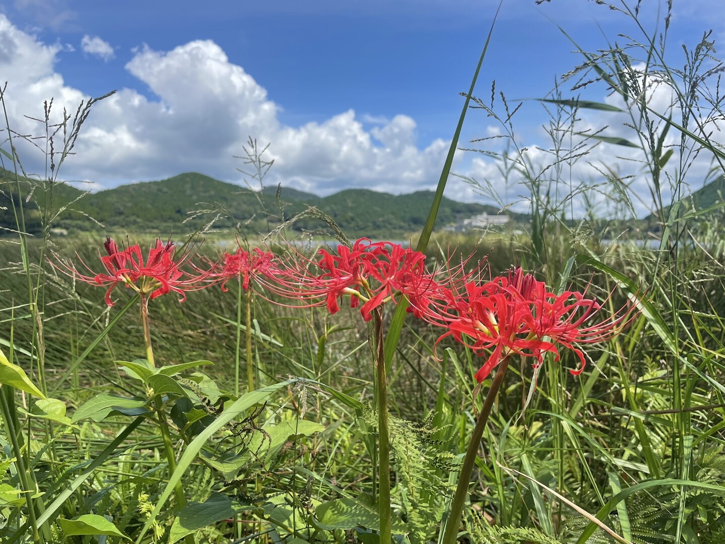 飯盛山・遠見ヶ城 / sikaさんの藺牟田池・飯盛山・片城山の活動データ | YAMAP / ヤマップ