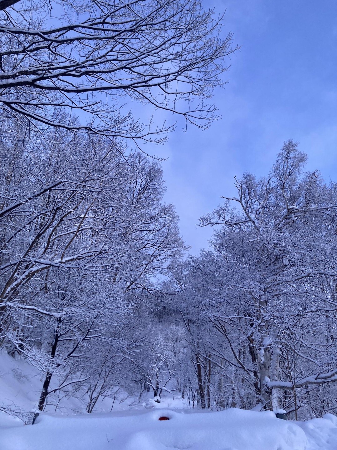 旭展望台-10 / yuki_iroさんのウォーキングの活動データ | YAMAP / ヤマップ