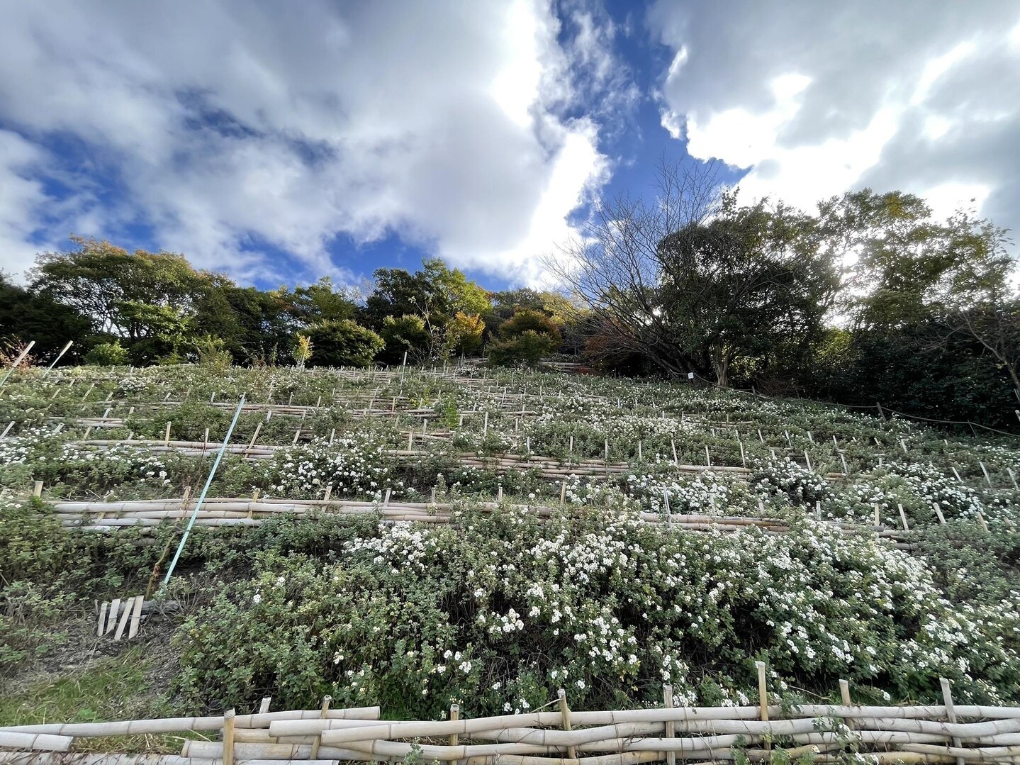 横尾野路菊偵察してきました^ ^5分咲き... / アリエルさんのモーメント | YAMAP / ヤマップ