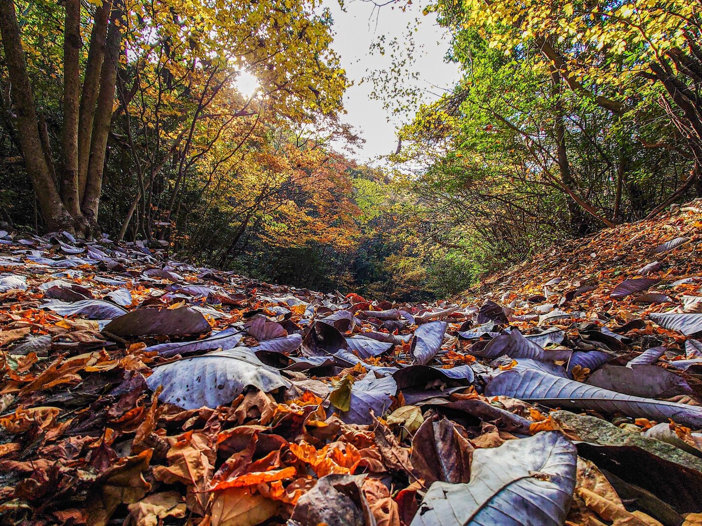 猿投山(瀬戸ルート) / talviさんの猿投山・物見山の活動データ | YAMAP / ヤマップ