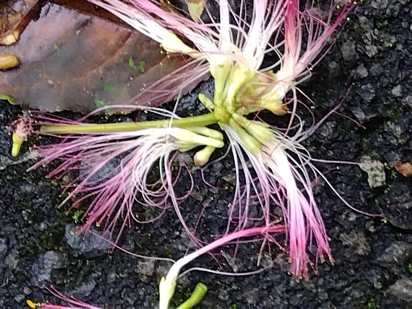 猪子山・伊庭山 / Guestマキやんさんの繖山（観音寺山）の活動データ | YAMAP / ヤマップ