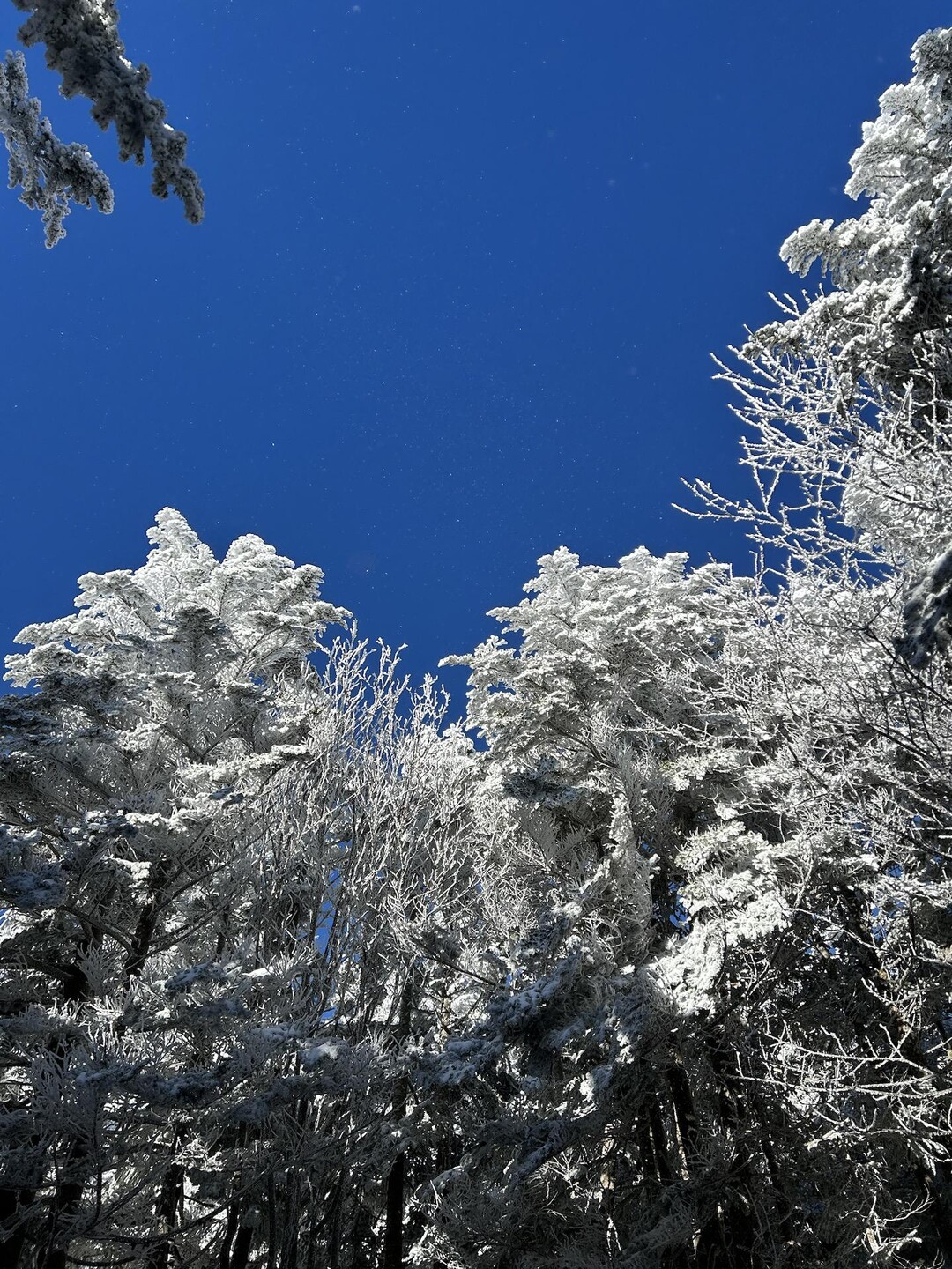 2024山納め！百名山、恵那山まさかの軌跡飛び（泣） / v-mix さんの恵那山・大判山・神坂山の活動データ | YAMAP / ヤマップ