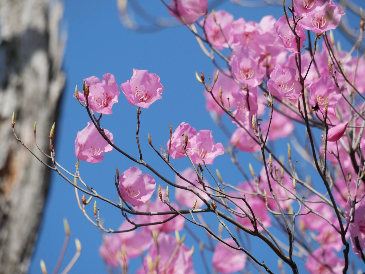尾平のアケボノツツジ / yossyさんの祖母山の活動日記 | YAMAP / ヤマップ