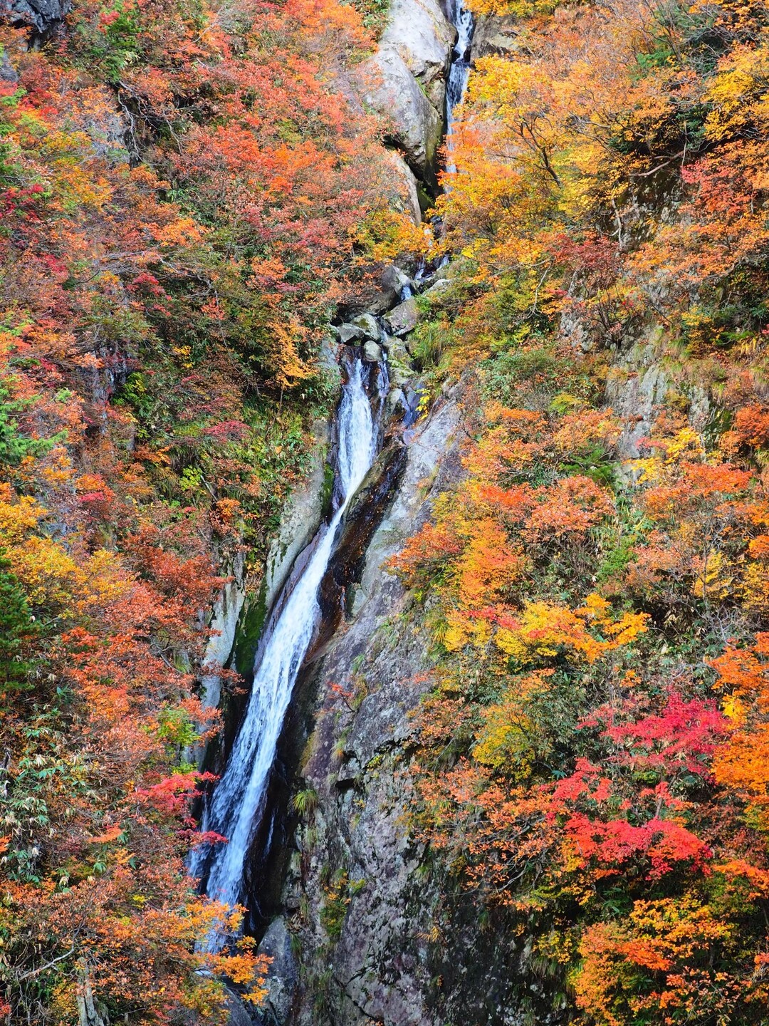🌟急いで🚄💨紅葉🍁はピーク 裏巻機渓谷 / 天ぷらケンジJyJyさんの巻機山・割引岳・金城山の活動データ | YAMAP / ヤマップ