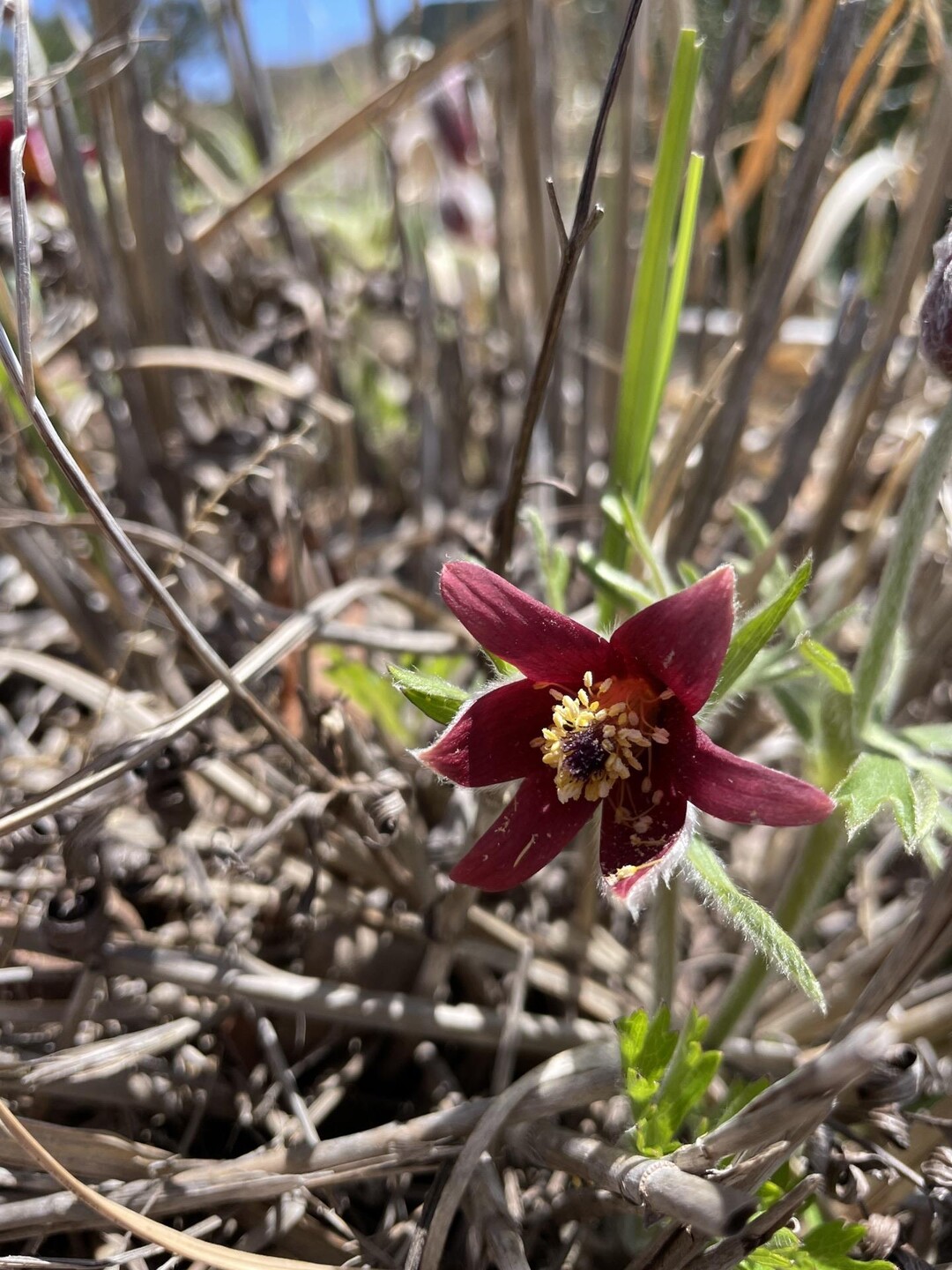 俵山・冠ヶ岳・二ノ峯・一ノ峯 / がーこさんの俵山・冠ヶ岳・清栄山の活動データ | YAMAP / ヤマップ