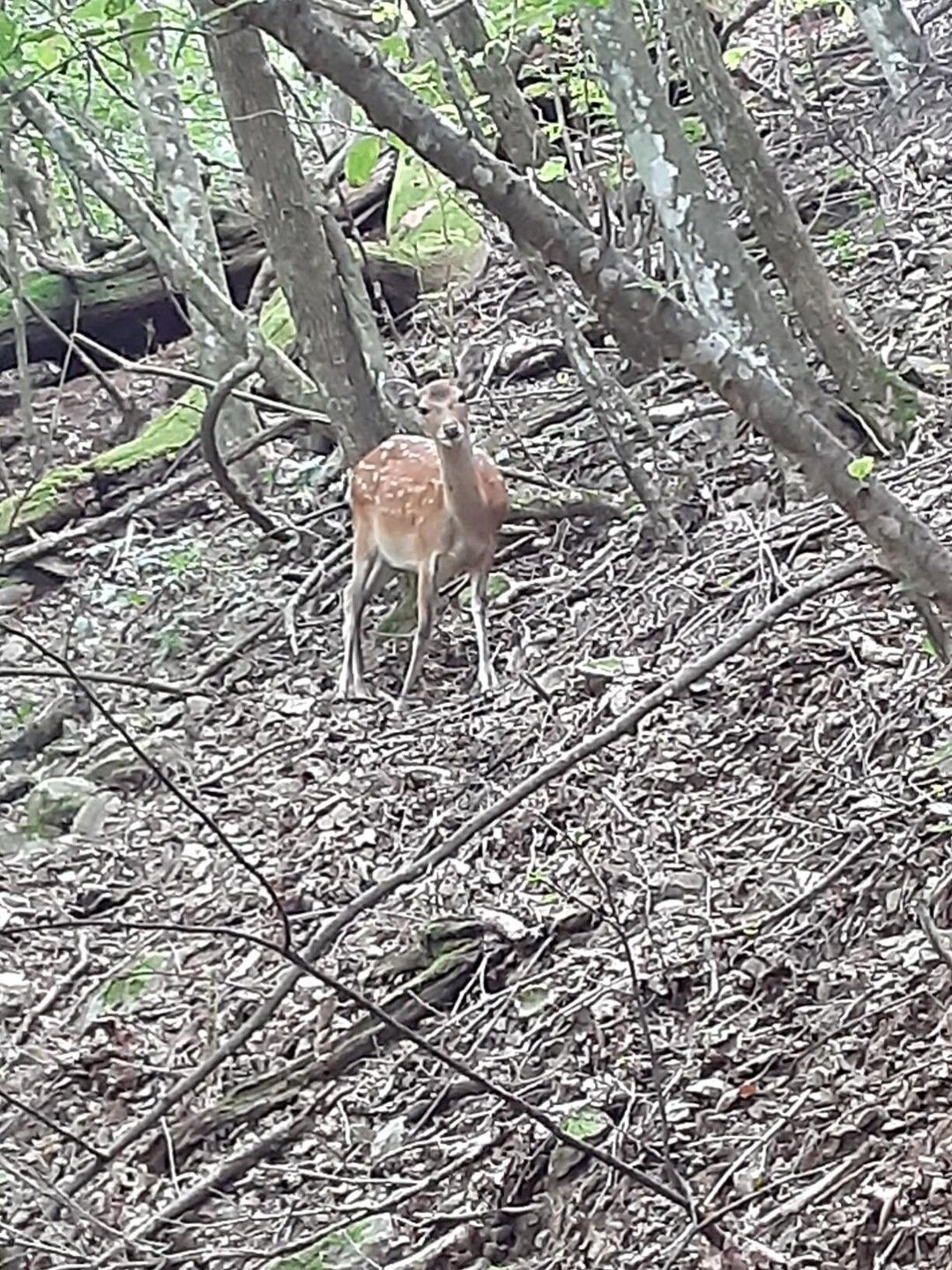 spesさんの投稿したフィールドメモ | YAMAP / ヤマップ