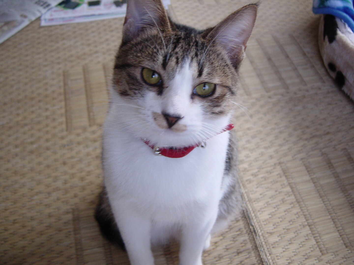 t-yanoのページ | YAMAP / ヤマップ