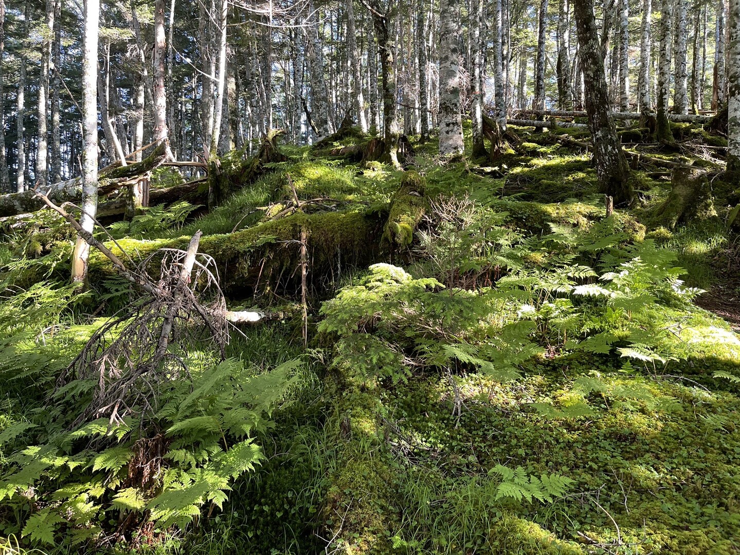 奥茶臼山へは苔とシダの森を抜けて / natsuさんの奥茶臼山・尾高山の活動データ | YAMAP / ヤマップ