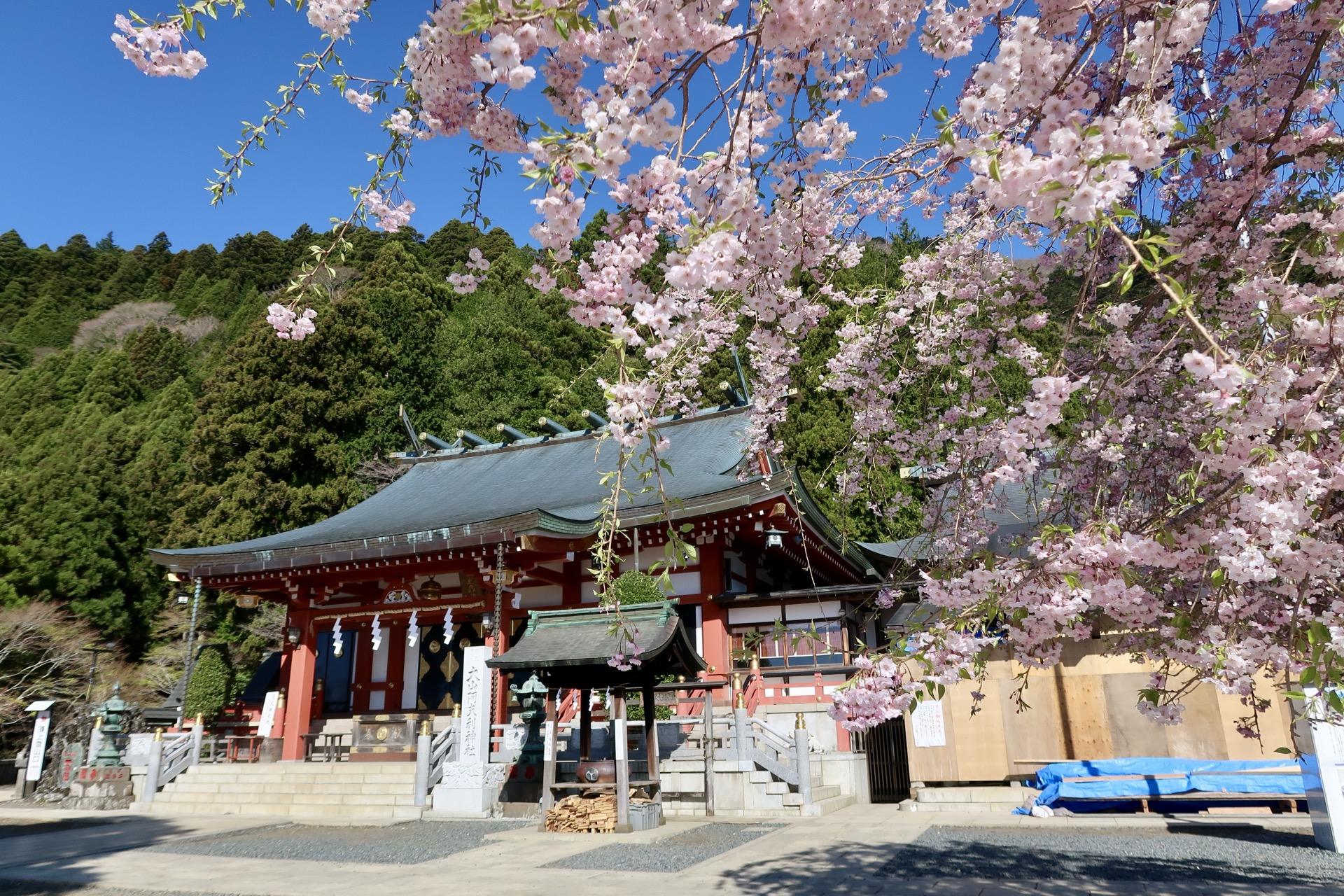 山笑う 4月の大山トレーニング / heeさんの大山の活動データ | YAMAP / ヤマップ