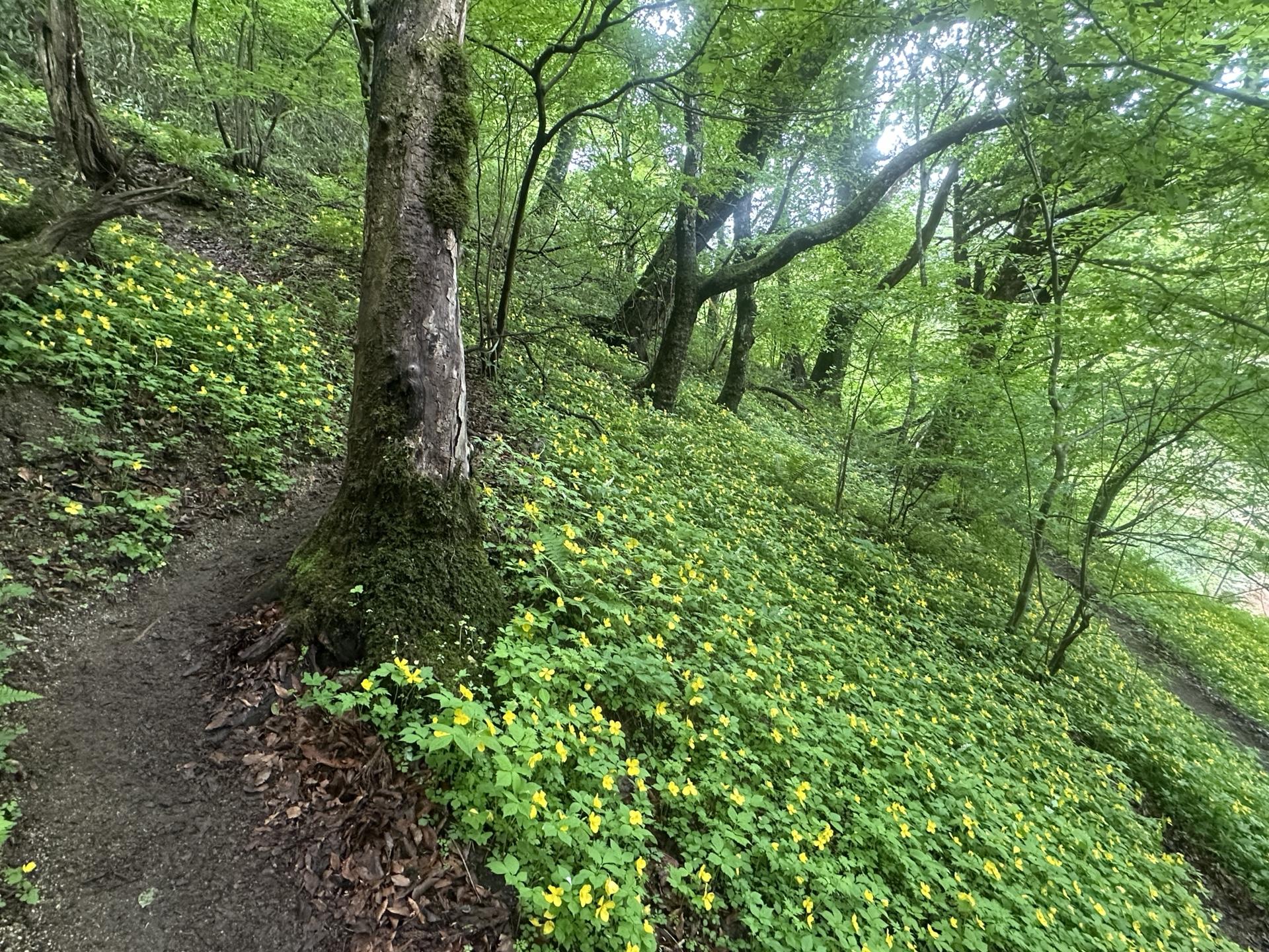 109回目の金剛山 石ブテ47ルートで登って⤴️太尾西尾根ルートで下りて⤵️きました。 / hanちゃんさんの金剛山・二上山・大和葛城山の活動データ | YAMAP / ヤマップ