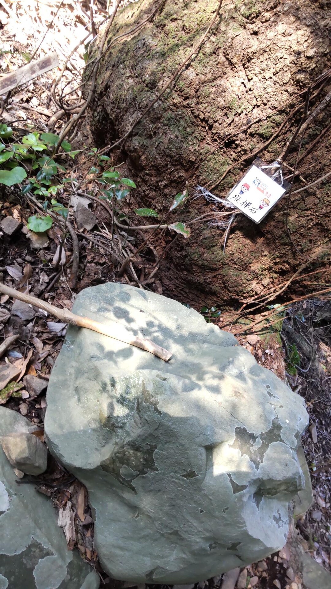 座禅石を探しに城山へ🤔 / issaさんの八郎岳・松尾岳・熊ヶ峰の活動データ | YAMAP / ヤマップ