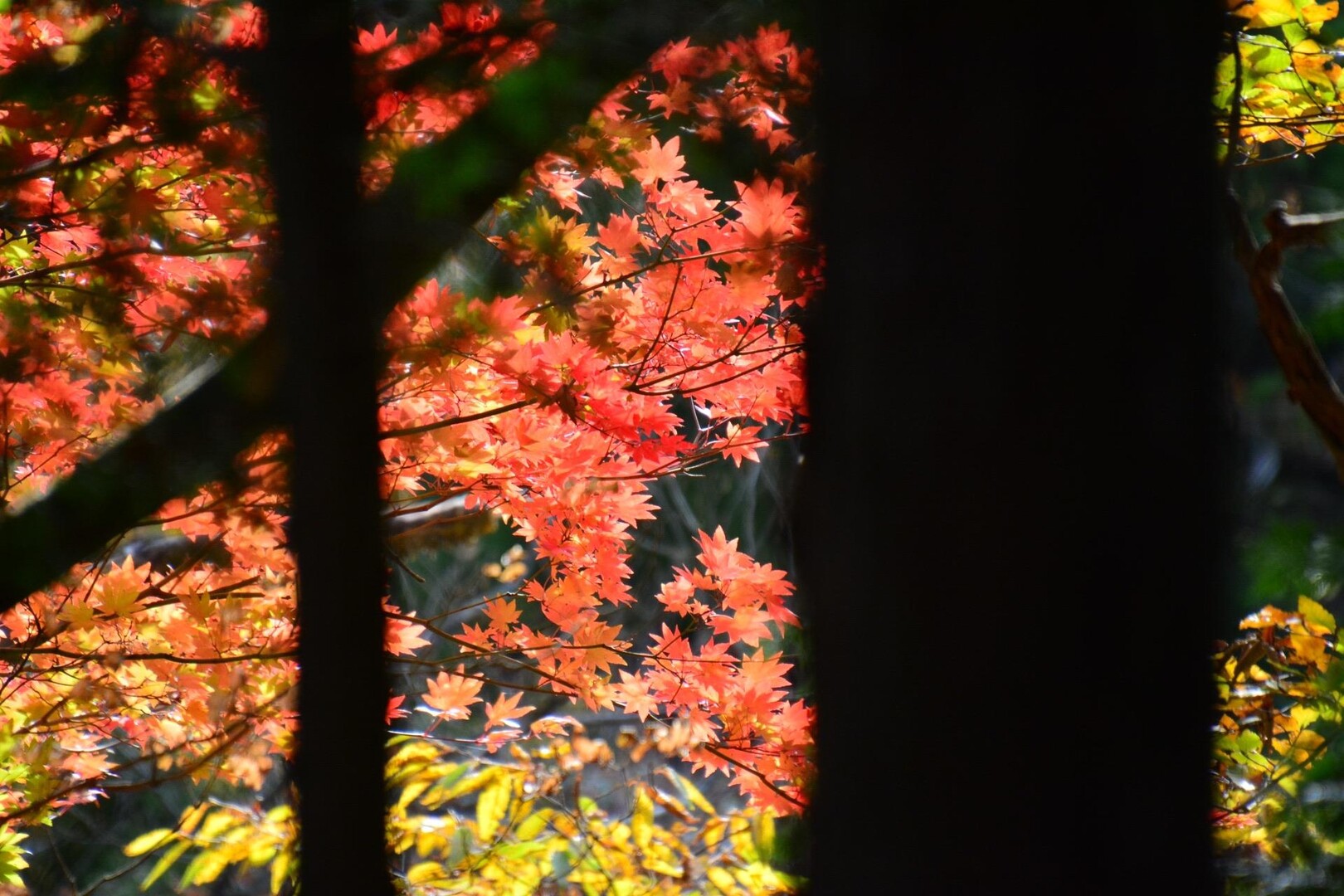 金剛山 / サワキンさんのスタンドアップパドル(SUP)の活動データ | YAMAP / ヤマップ