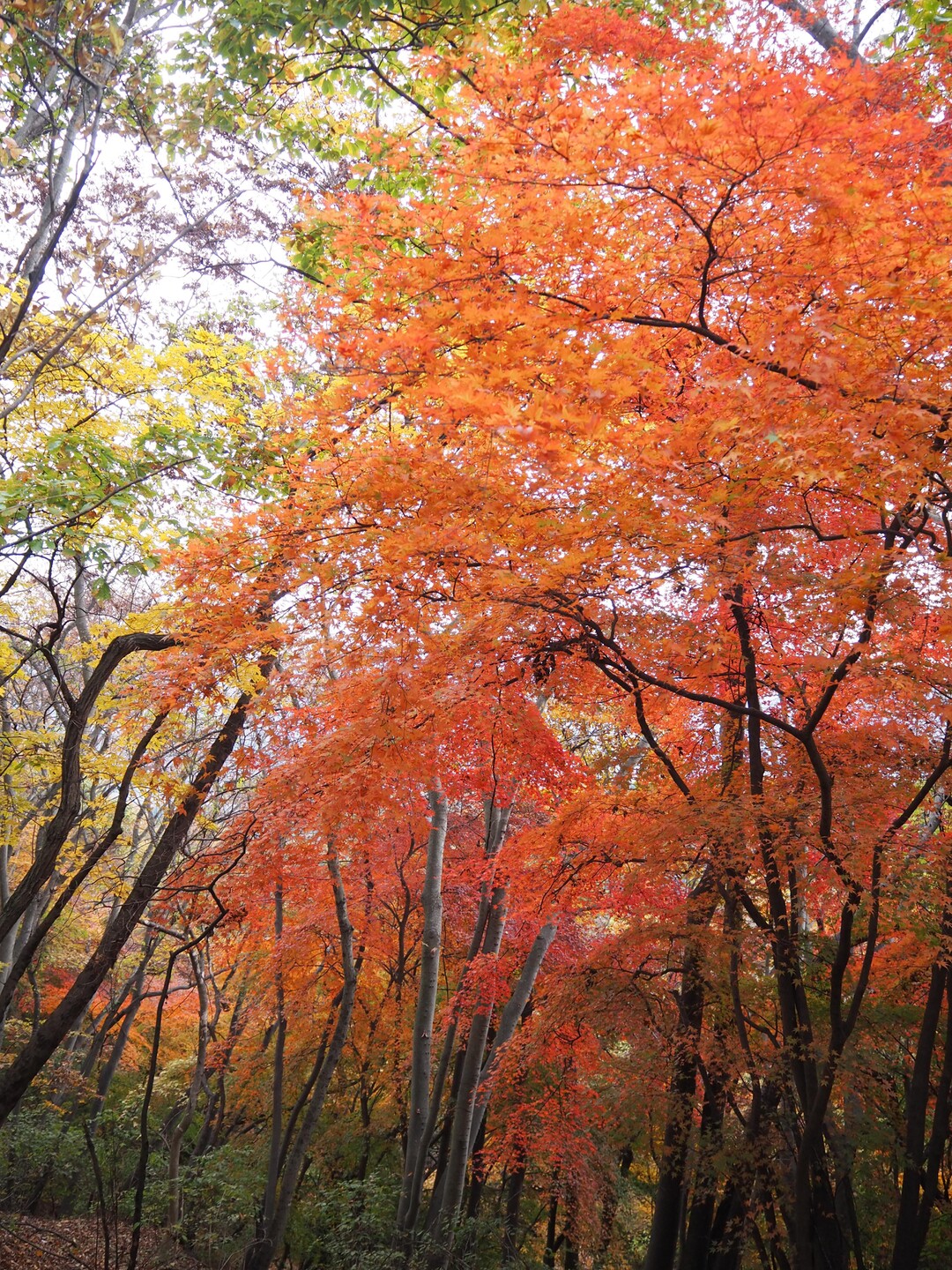前原山・破風山 / emuさんの城峯山・破風山の活動データ | YAMAP / ヤマップ