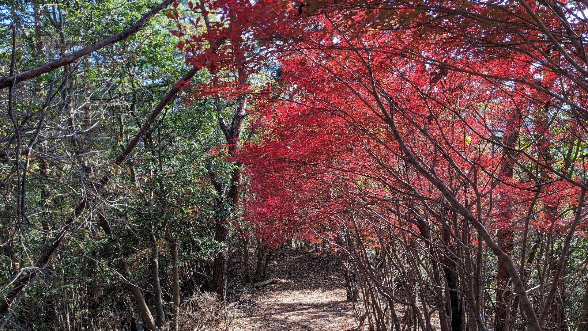 香春10山で牛斬山 午後はカミさんと🍁狩り / tonnoさんの福智山・尺岳・雲取山の活動データ | YAMAP / ヤマップ