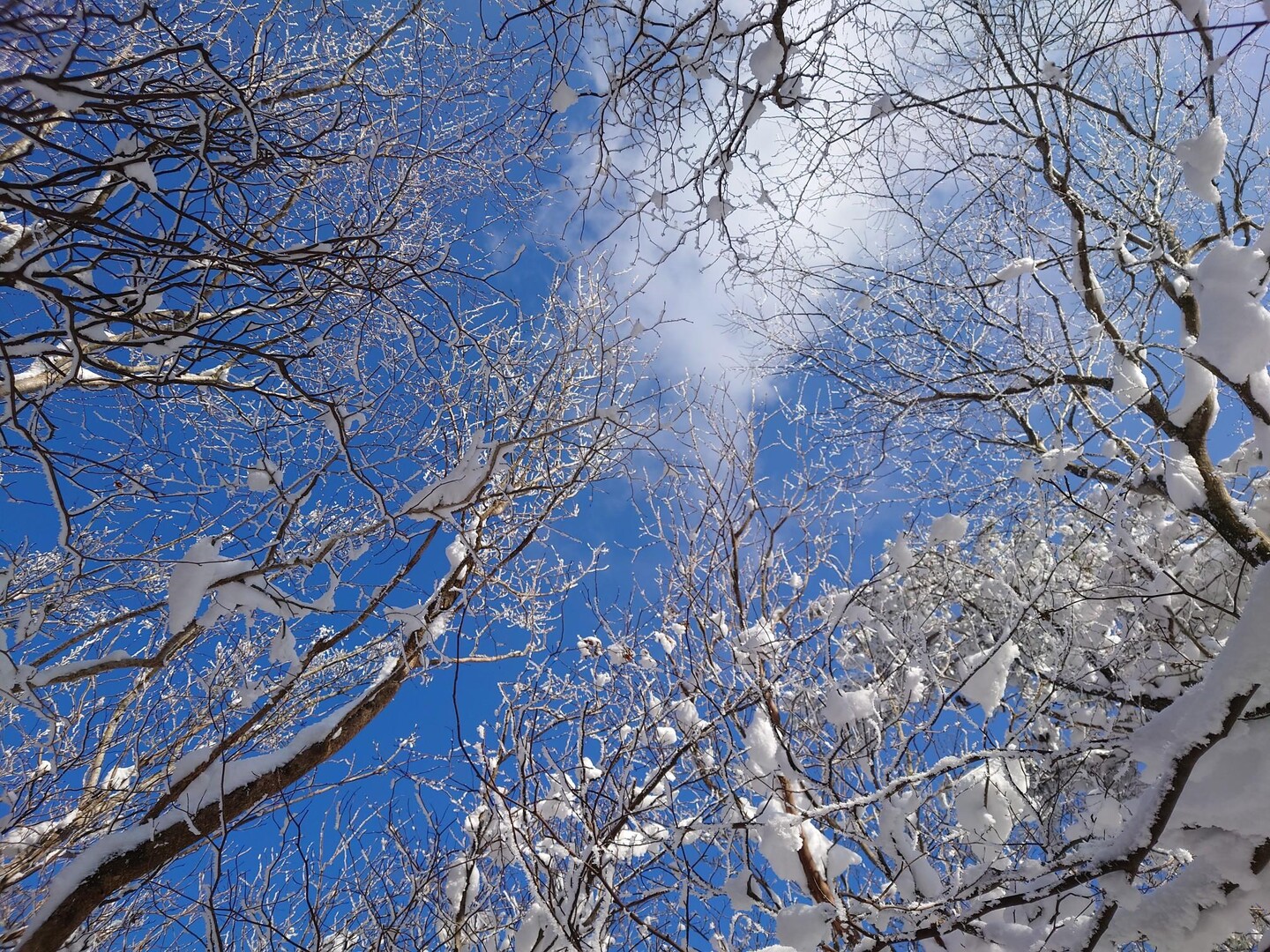 羅漢山でスノーハイク 🥾 / Bobにゃんさんの羅漢山の活動データ | YAMAP / ヤマップ