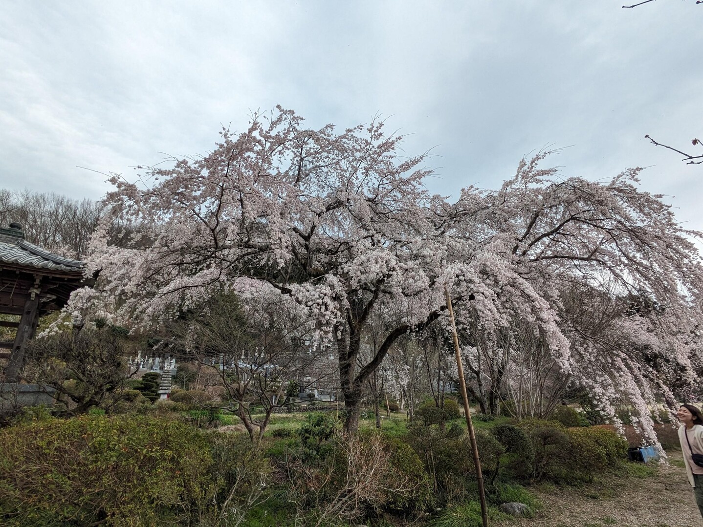 2024/04/02 🌸法善寺のしだれ... / Sah!さんのモーメント | YAMAP / ヤマップ
