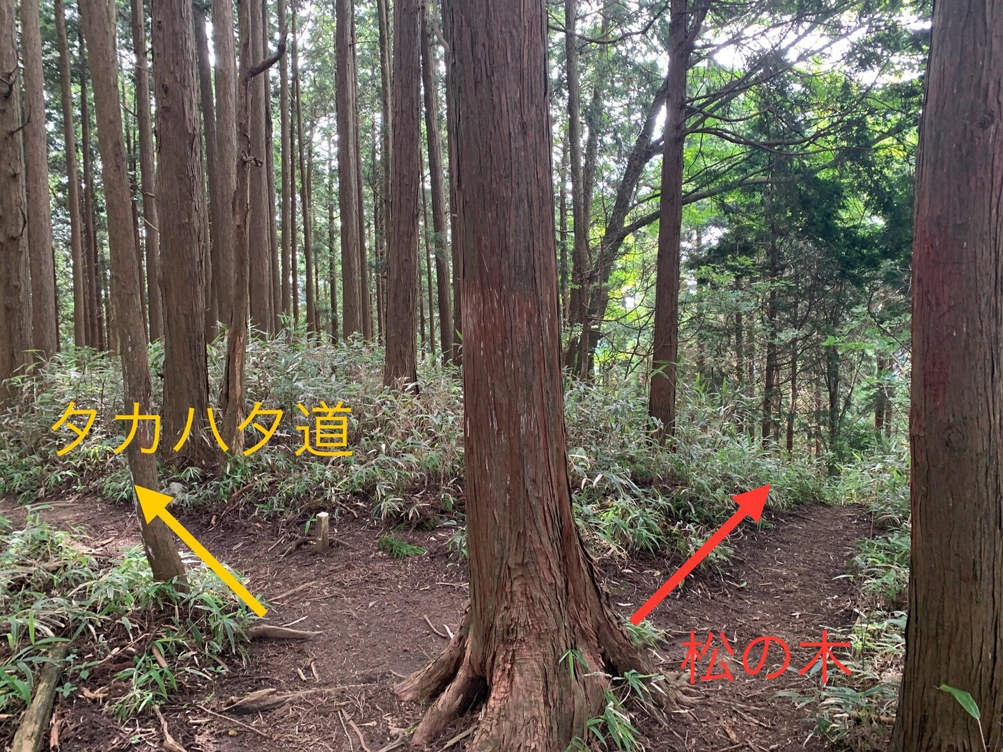 hancho_tksさんの投稿したフィールドメモ | YAMAP / ヤマップ