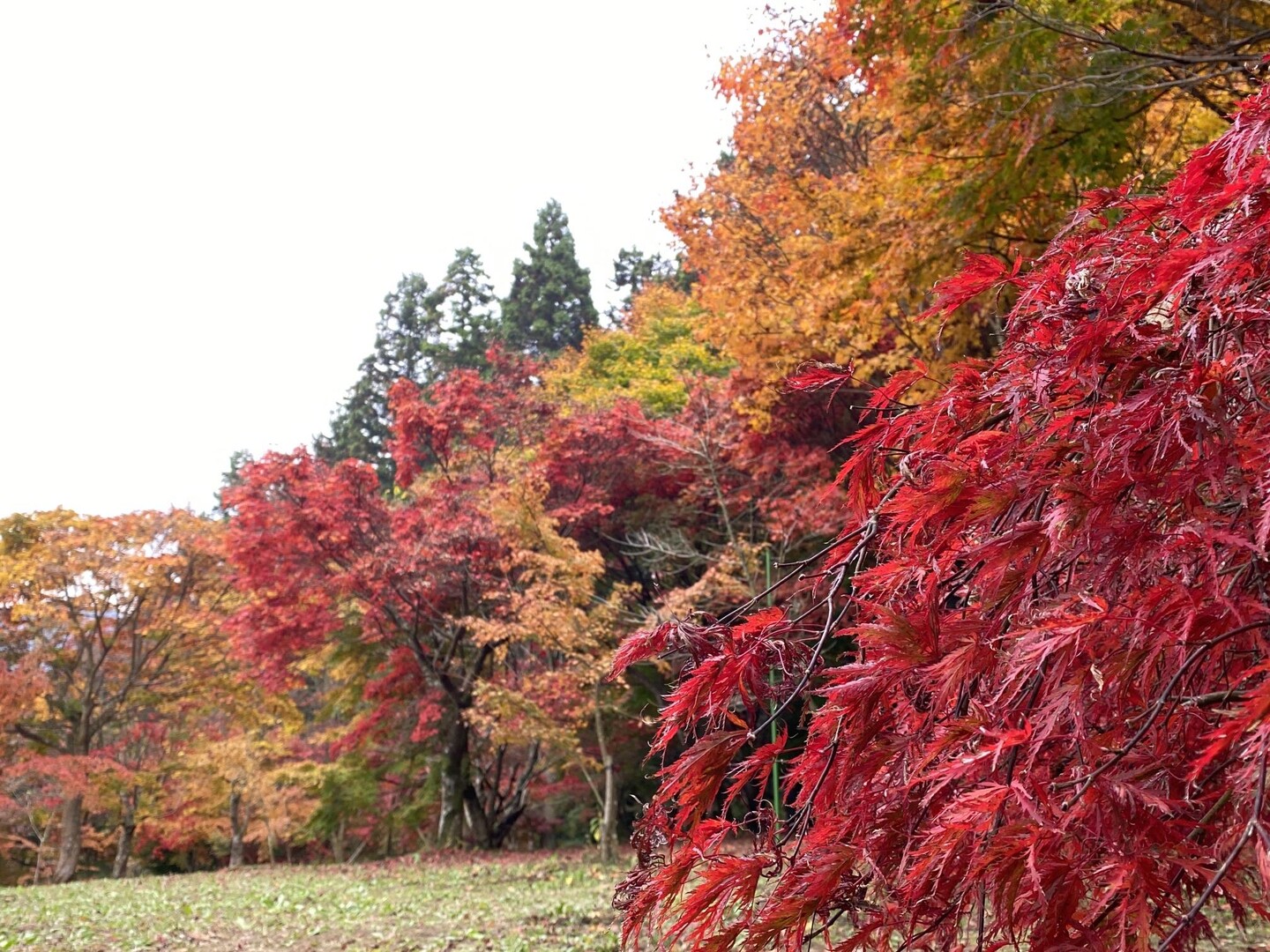 昨年もお邪魔した瑞光園さん🍁 今年もお... / mayuminさんのモーメント | YAMAP / ヤマップ
