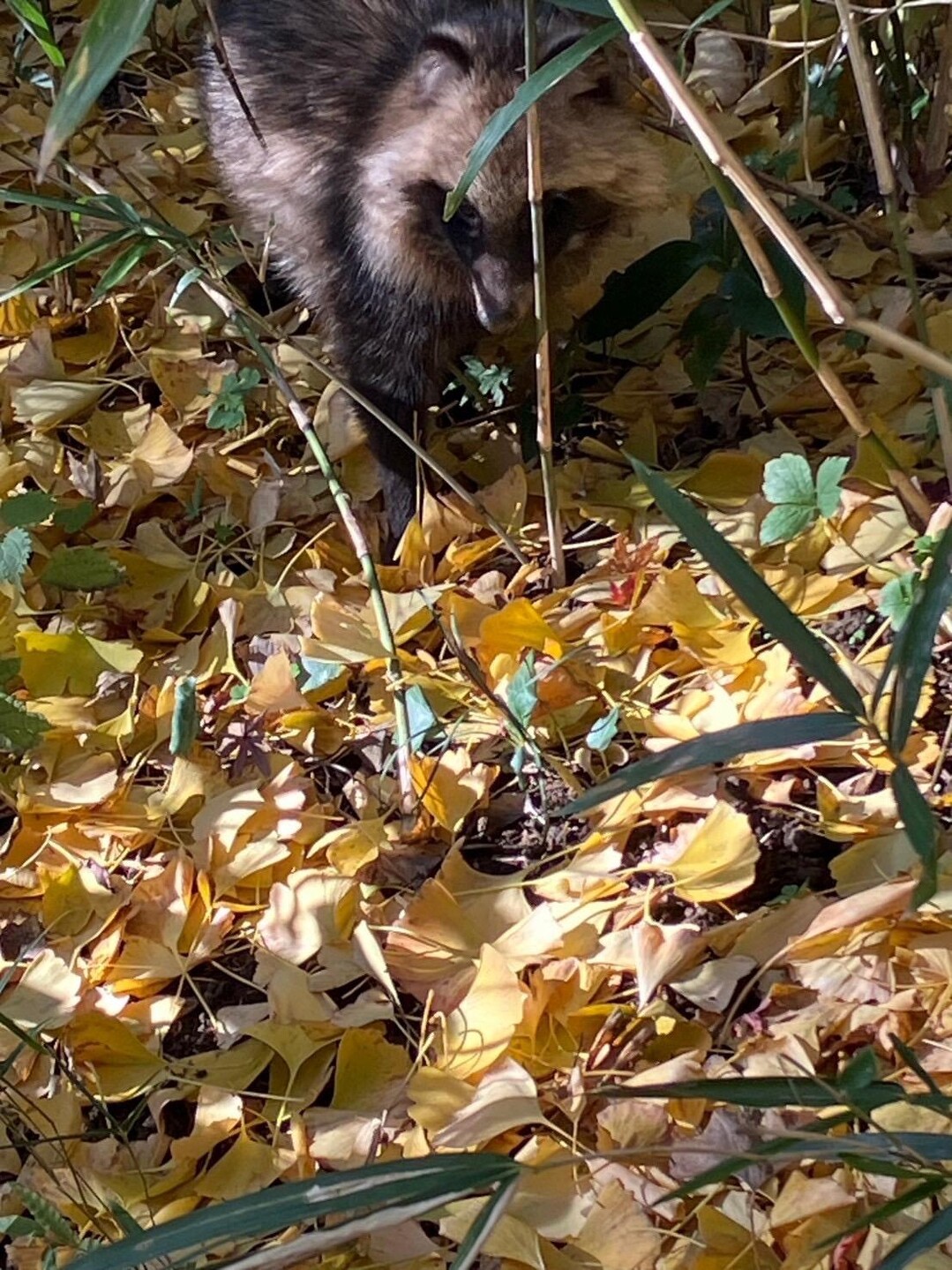 六国見山・勝上山・大平山・永福寺 / Yasu.tさんの鎌倉アルプス（大平山・天台山）の活動データ | YAMAP / ヤマップ
