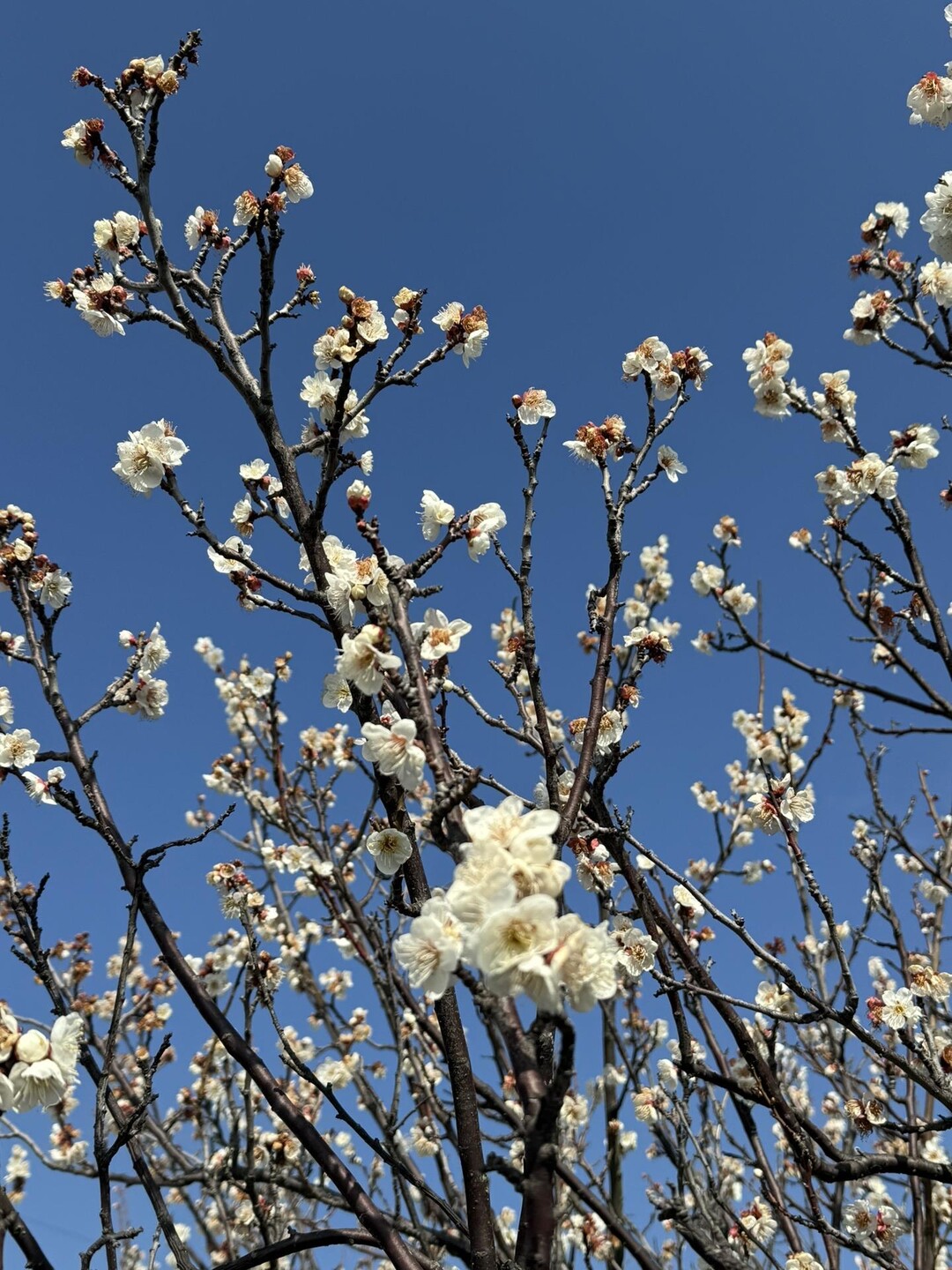 ☀️今日のお散歩🐶🐩😀 🌸ポカポ... / GHハコさんのモーメント | YAMAP / ヤマップ