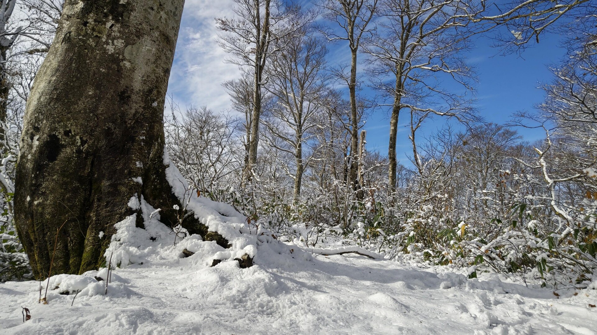 まさかの雪山になってた天水山 / ikkoさんの斑尾山・信越トレイル（斑尾山・赤池・希望湖）の活動データ | YAMAP / ヤマップ