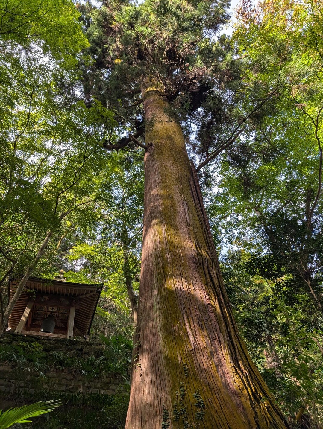 嵐山〜石老山〜高尾山 🥳 / koroponさんの高尾山・陣馬山・景信山の活動データ | YAMAP / ヤマップ