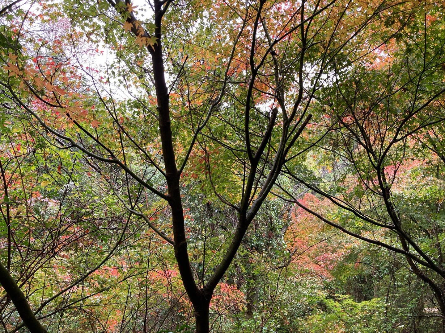 20241117 雨山自然公園(東展望台) / nakatani0927さんの槇尾山（槙尾山）・和泉葛城山・神於山の活動データ | YAMAP / ヤマップ