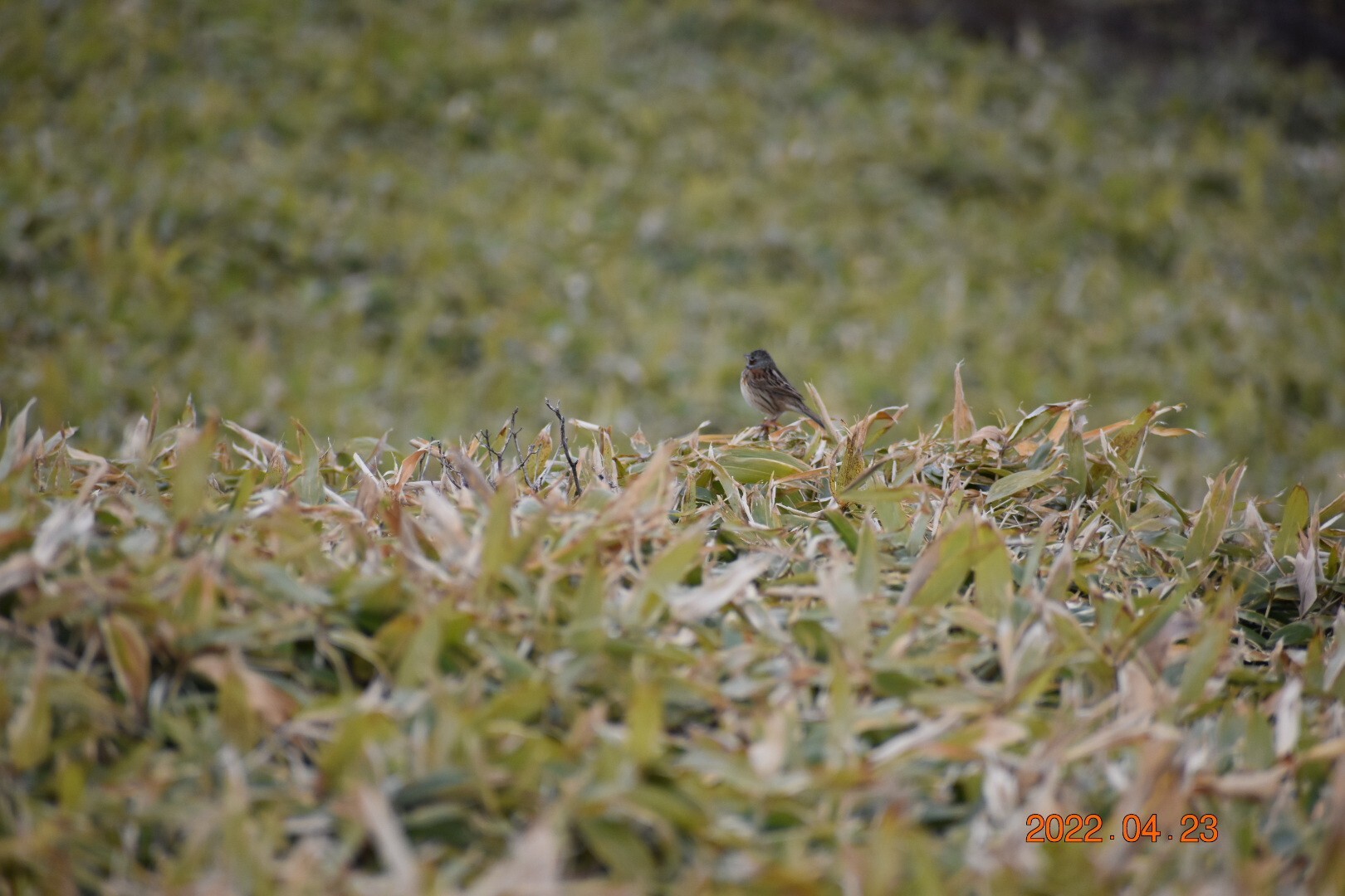 こんにちは、今年もGWはあまりお天気よく... / 山下りさんのモーメント | YAMAP / ヤマップ