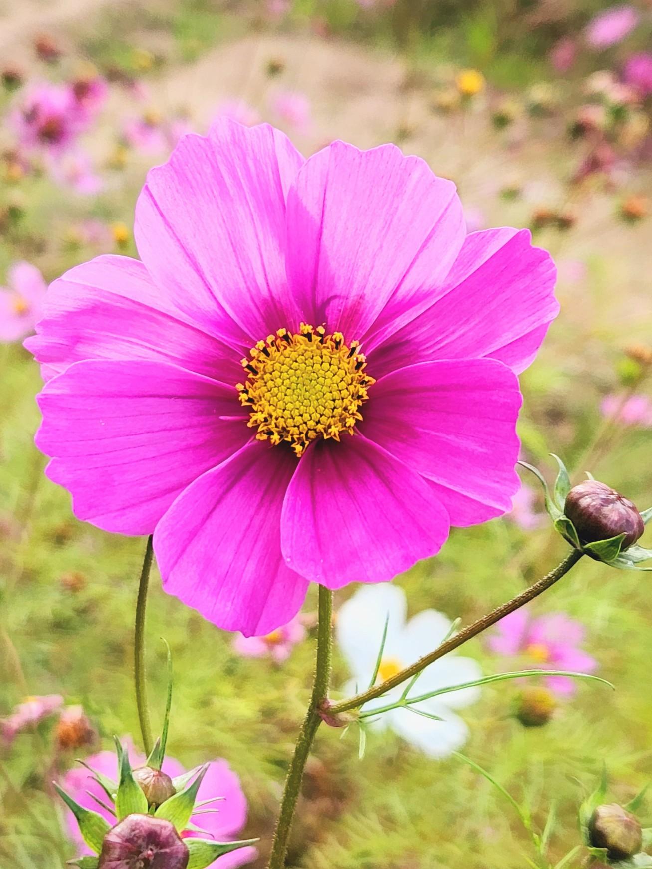 11月17日 華金の帰りにコスモス見に行... / Jackさんのモーメント | YAMAP / ヤマップ