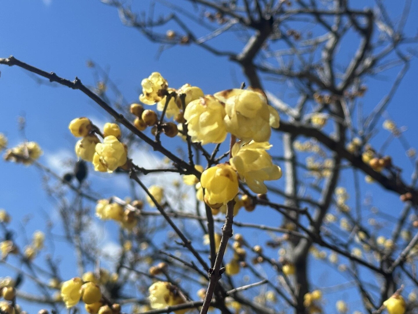宝登山 / Amyさんの宝登山・長瀞アルプス・不動山・陣見山・鐘撞堂山の活動データ | YAMAP / ヤマップ