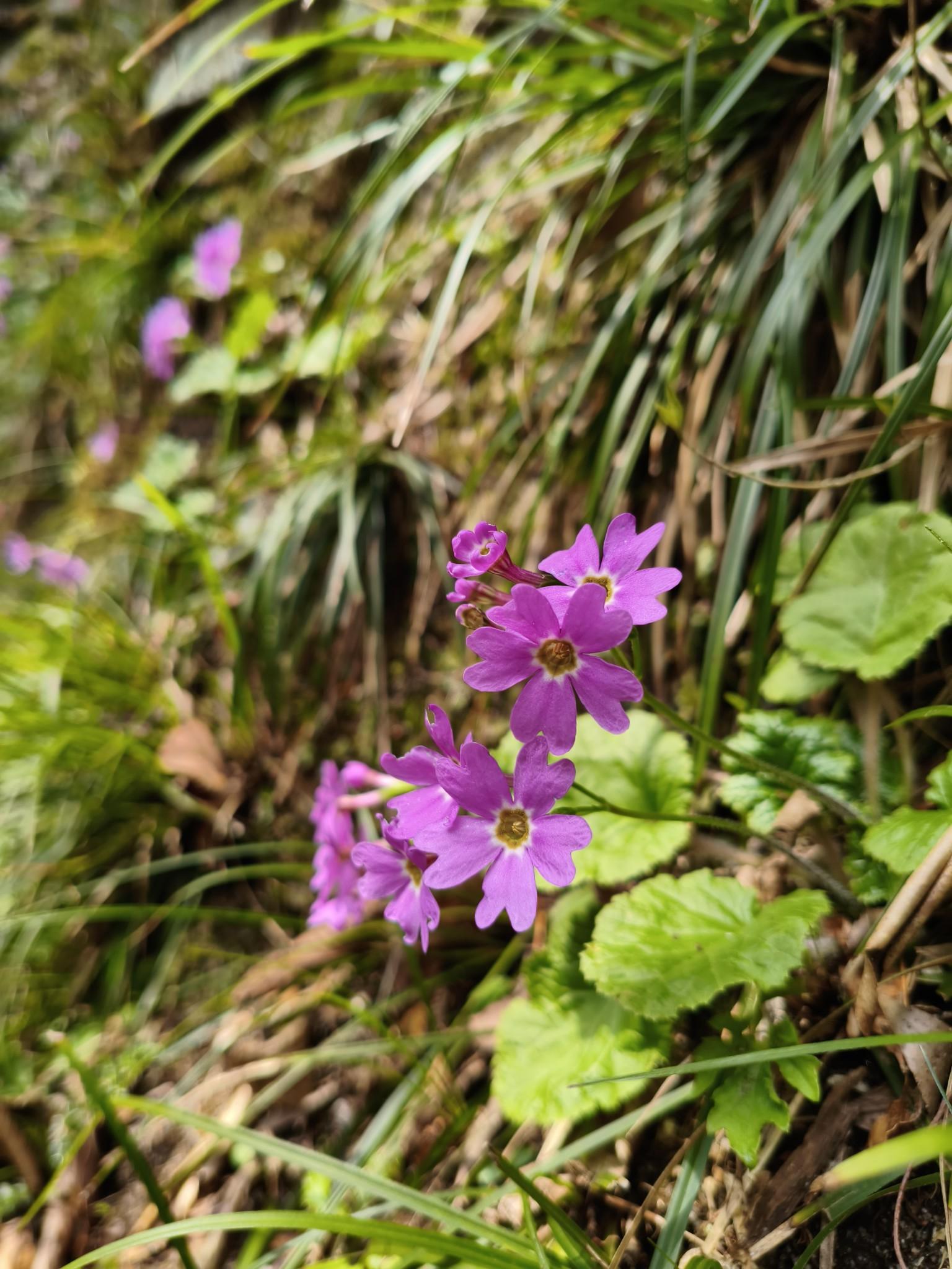 鎌ヶ岳・長石谷 イワザクラ / mitsugunさんの御在所岳（御在所山）・雨乞岳の活動データ | YAMAP / ヤマップ
