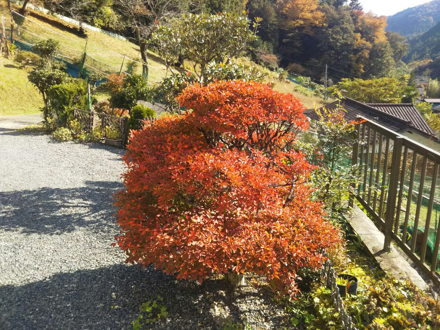 今週は実家にて紅葉を楽しむ (ドウダン... / かつ～さんのモーメント | YAMAP / ヤマップ