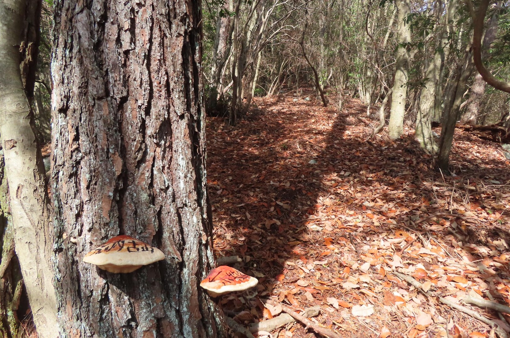 来てよかった この山 のこ山 Mt.Noko 632.9m / ss5さんの納古山の活動データ | YAMAP / ヤマップ