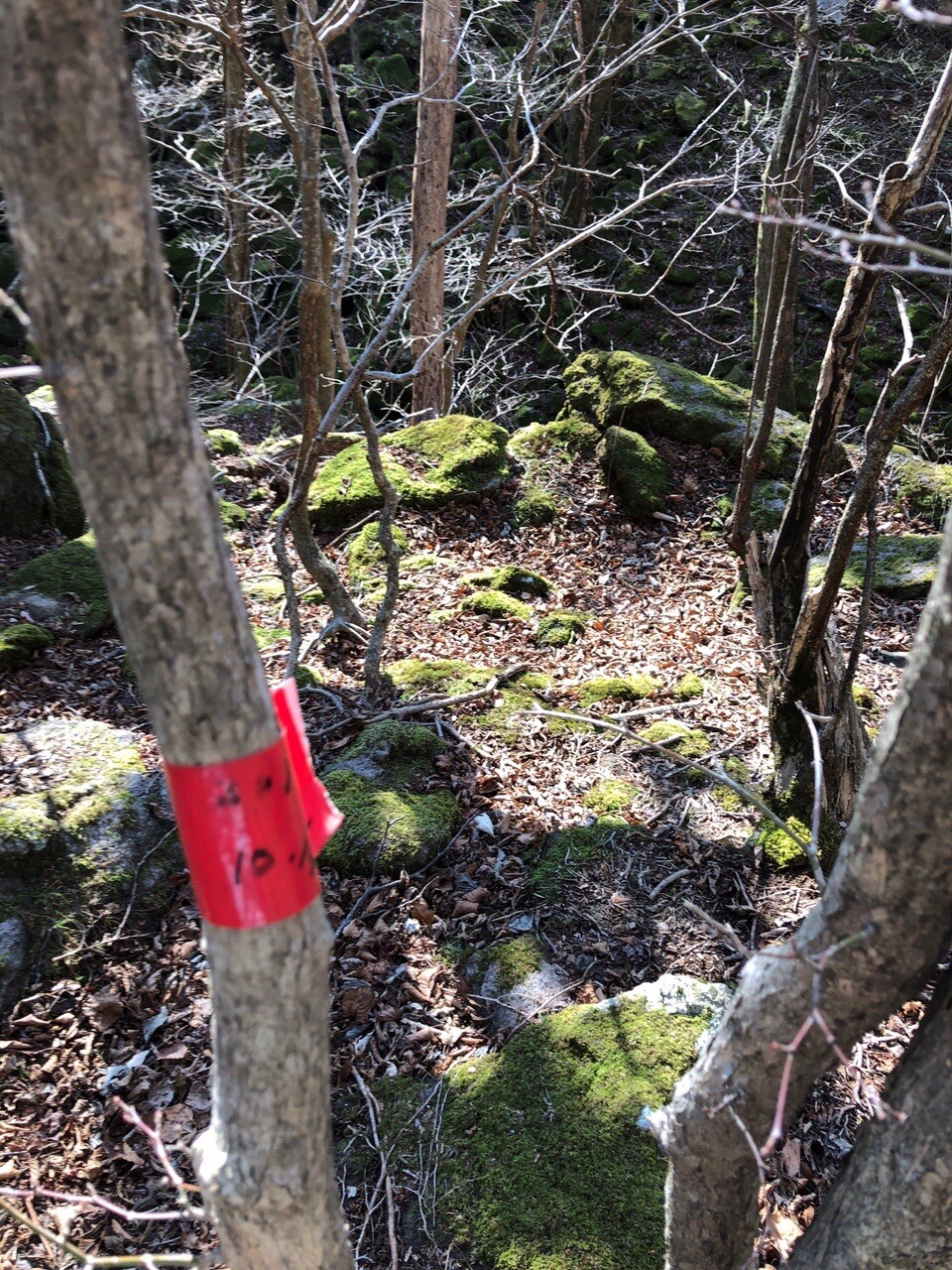 Oh!Gmenさんの投稿したフィールドメモ | YAMAP / ヤマップ