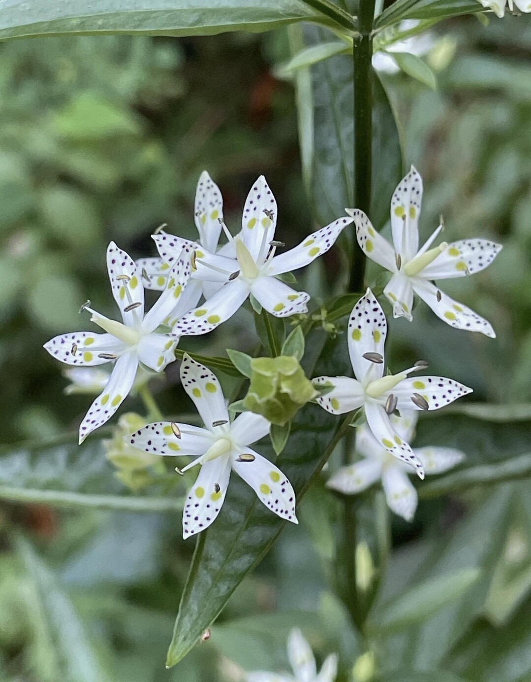 筑波山（女体山） / sorarinnさんの筑波山の活動データ | YAMAP / ヤマップ