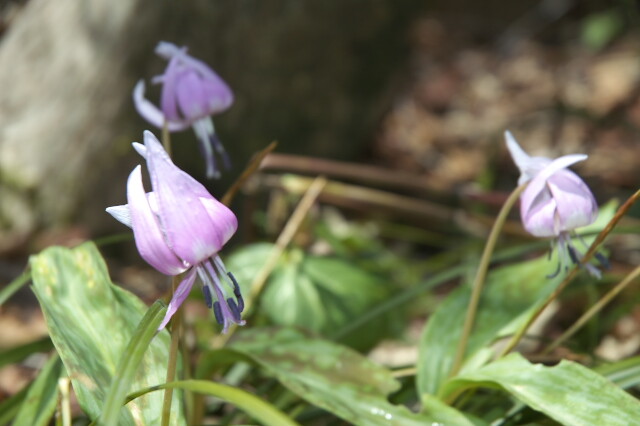 吉和冠山・寂地山（5） / Kanameさんの吉和冠山（安芸冠山）・広高山・寂地山の活動データ | YAMAP / ヤマップ